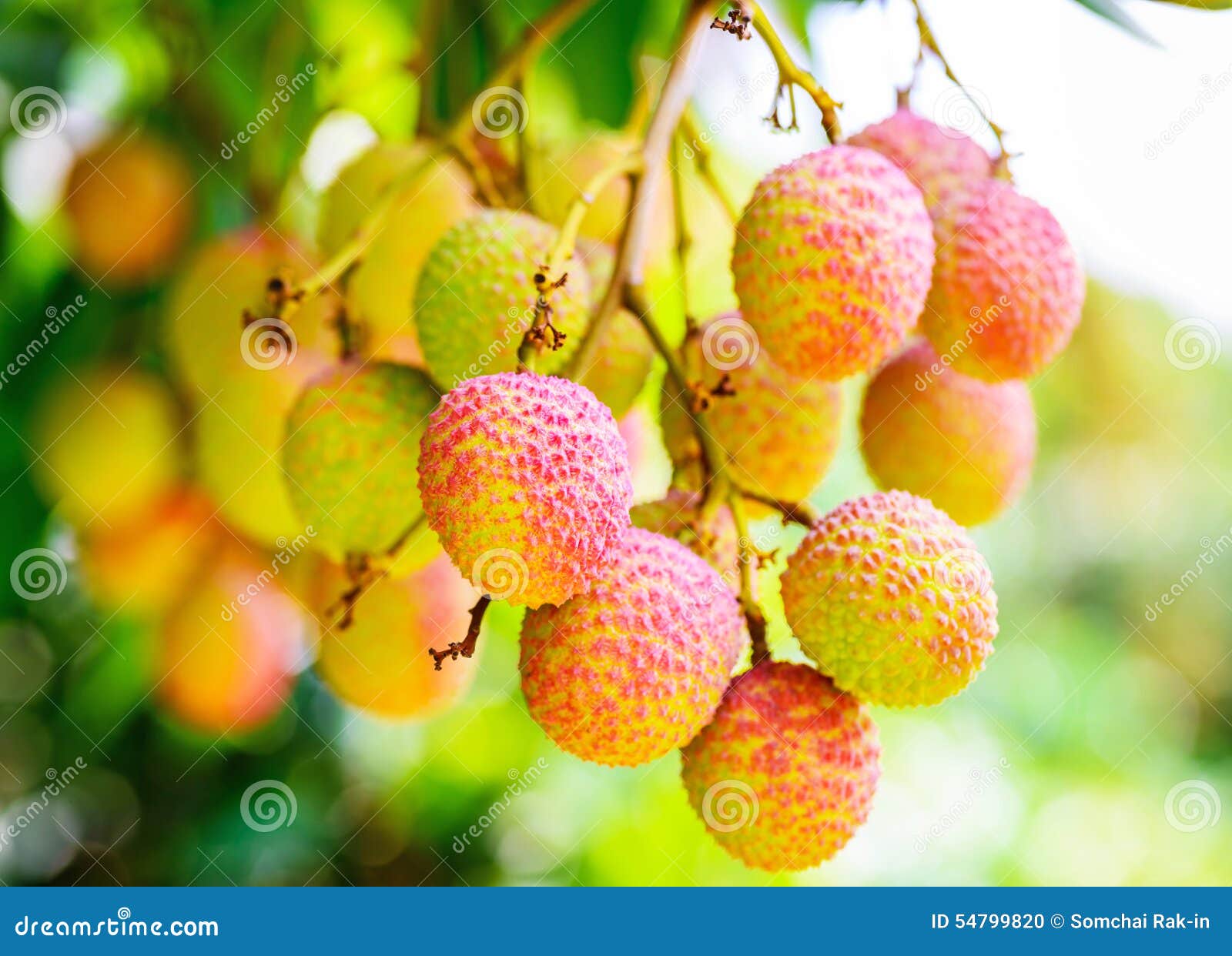 Lychee Fruit (asia Fruit) on the Tree. Stock Photo - Image of chinese ...