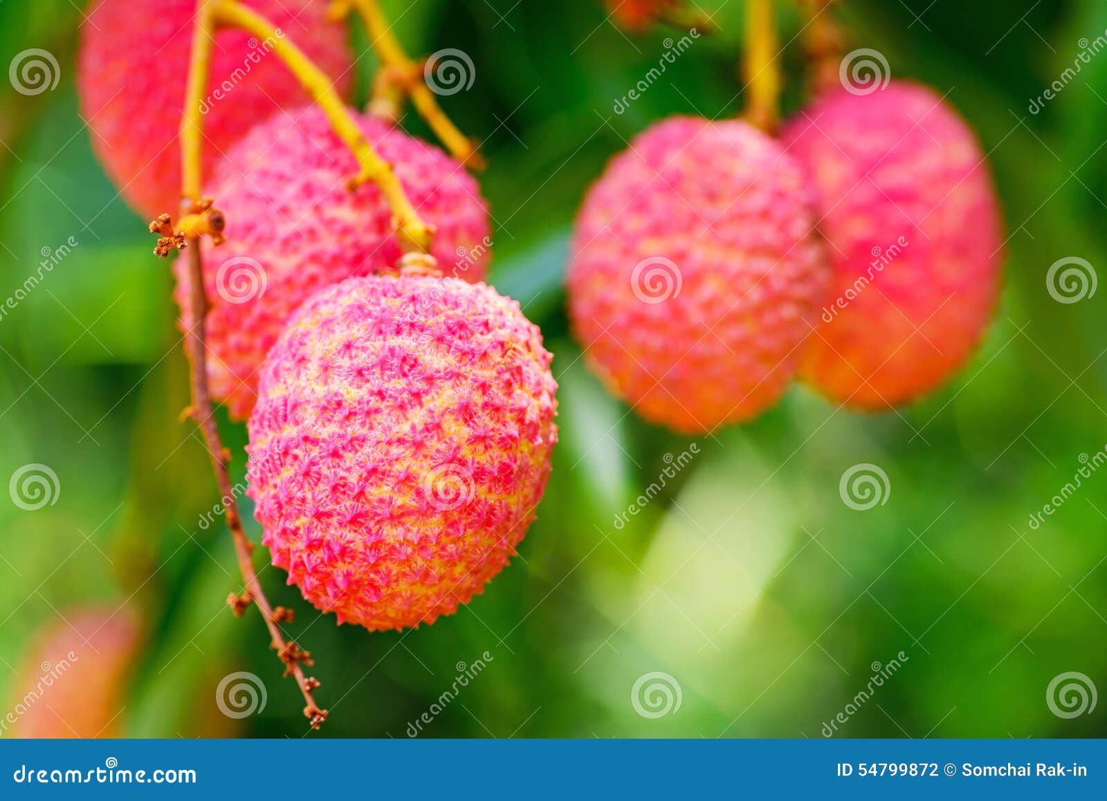 Lychee Fruit (asia Fruit) on the Tree. Stock Photo - Image of leechee ...
