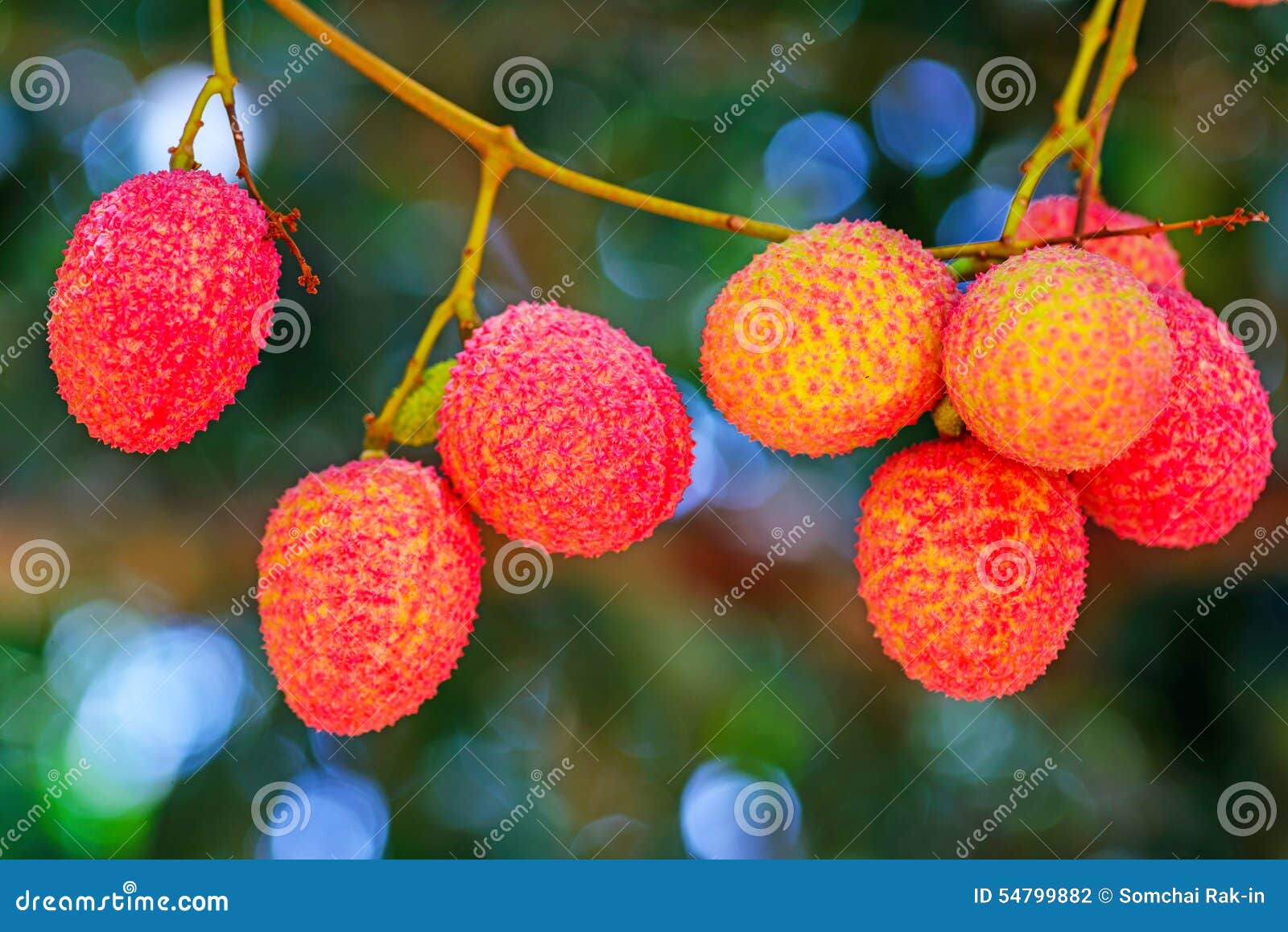 Lychee Fruit (asia Fruit) on the Tree. Stock Photo - Image of chinese ...