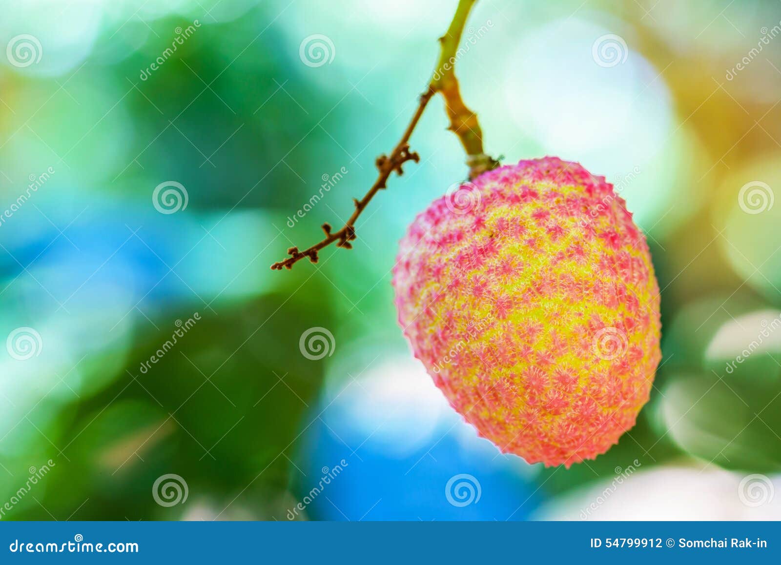 Lychee Fruit (asia Fruit) on the Tree. Stock Photo - Image of chiang ...