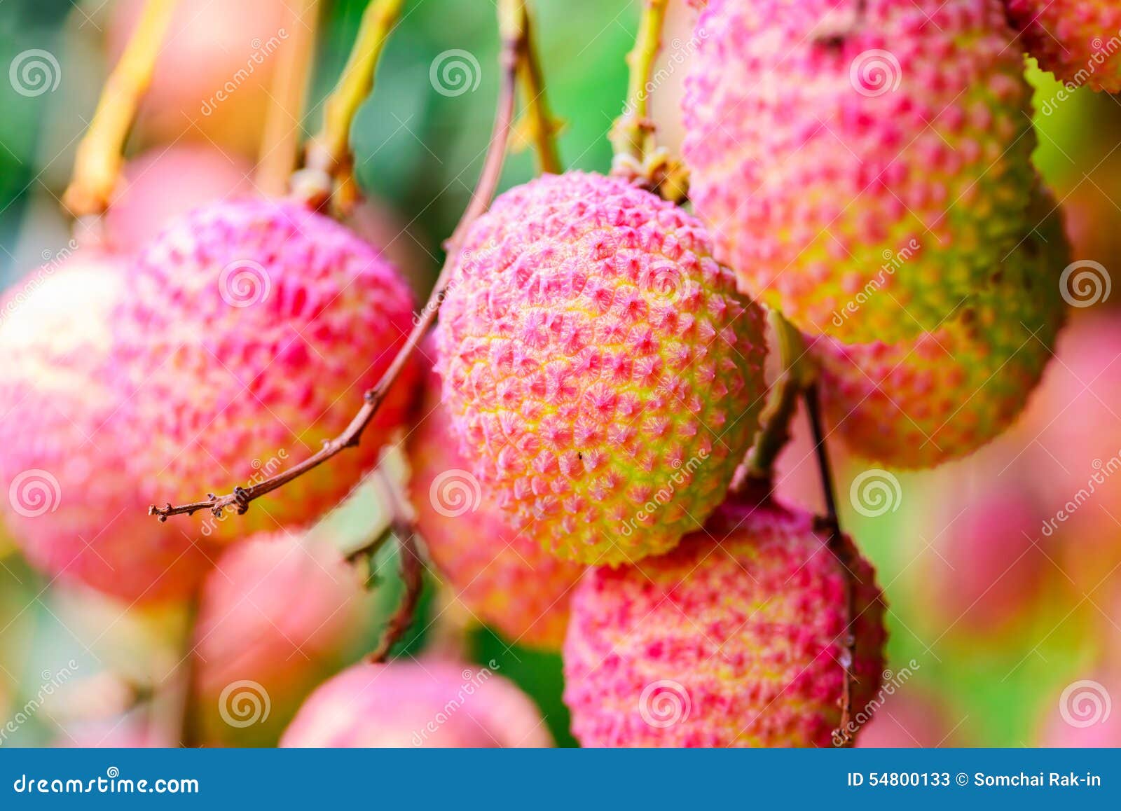 Lychee Fruit (asia Fruit) on the Tree. Stock Image - Image of colorful ...