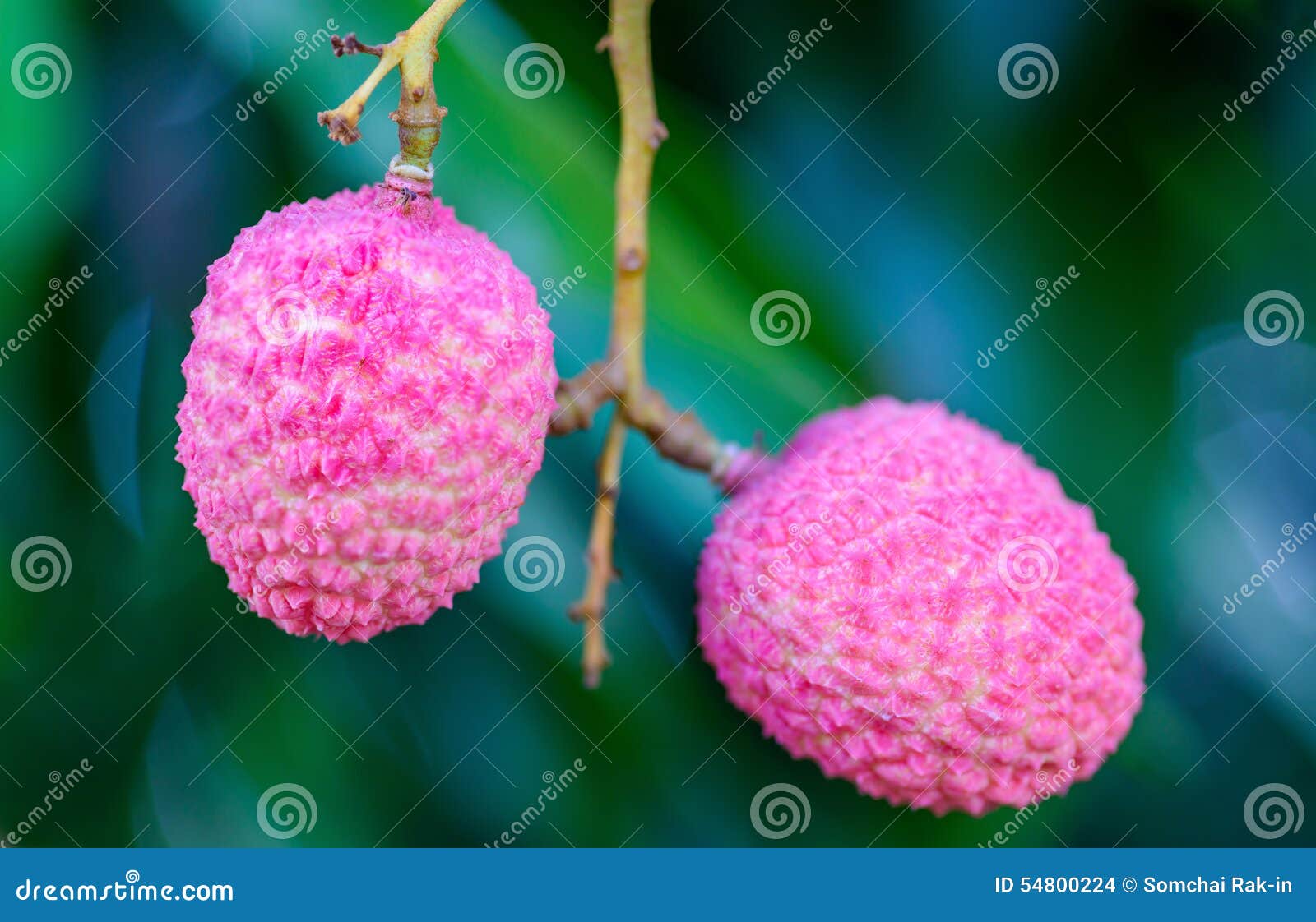 Lychee Fruit (asia Fruit) on the Tree. Stock Photo - Image of green ...