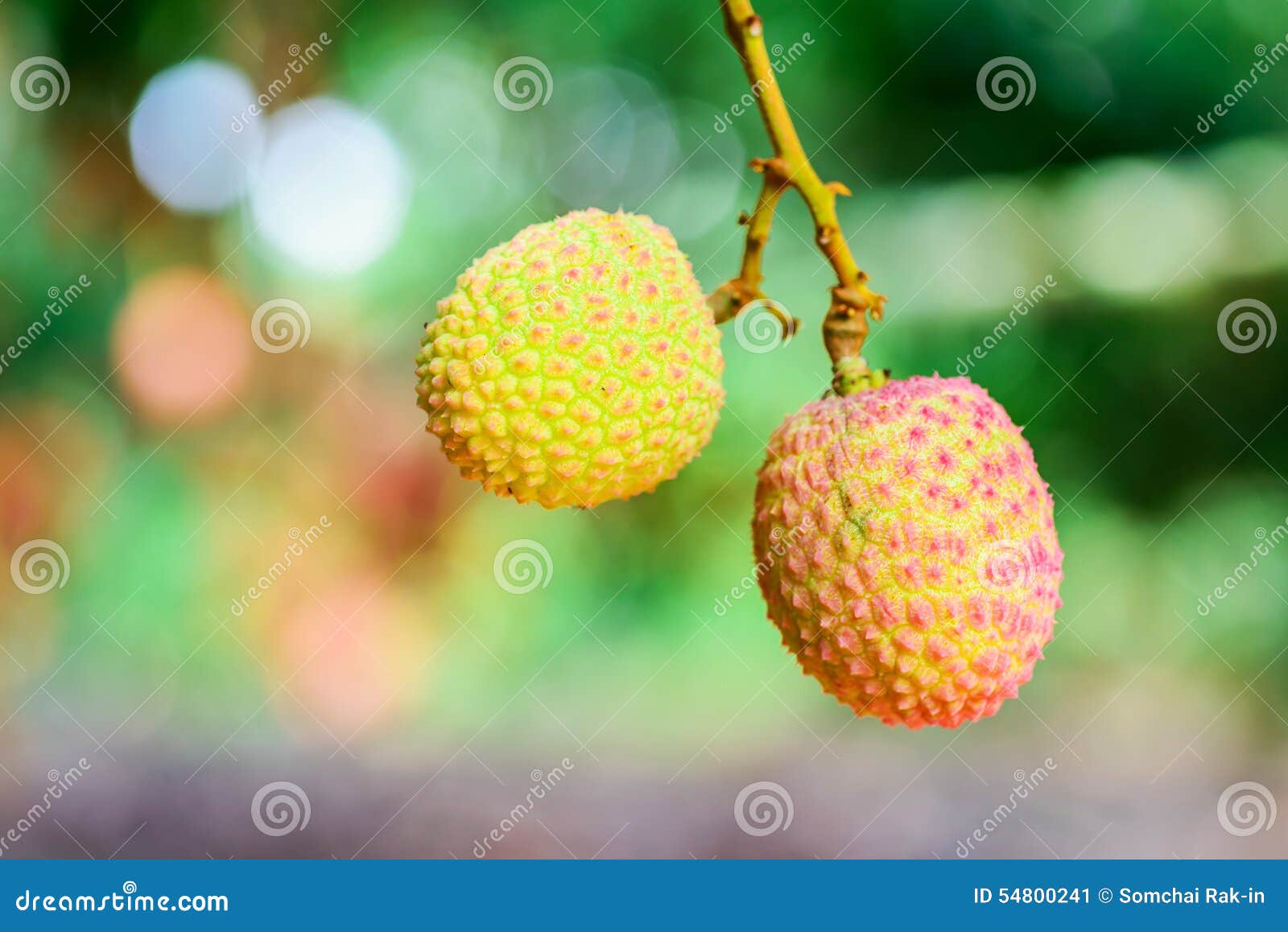 Lychee Fruit (asia Fruit) on the Tree. Stock Image - Image of chiang ...