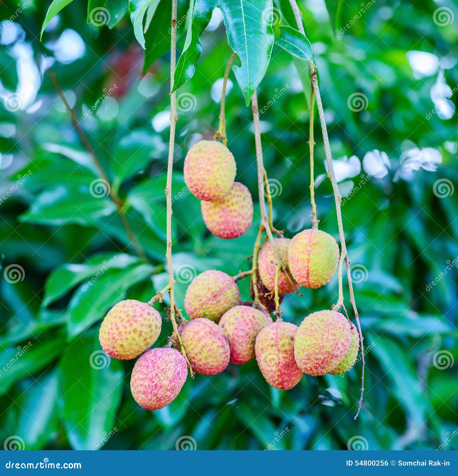 Lychee Fruit (asia Fruit) on the Tree. Stock Photo - Image of garden ...
