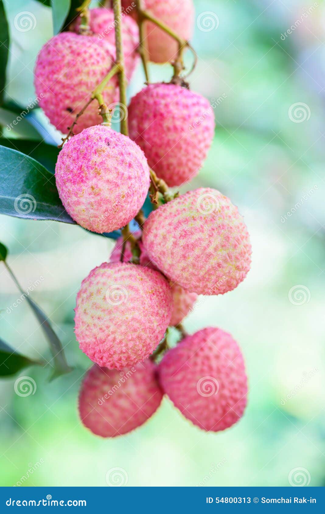 Lychee Fruit (asia Fruit) on the Tree. Stock Image - Image of delicious ...