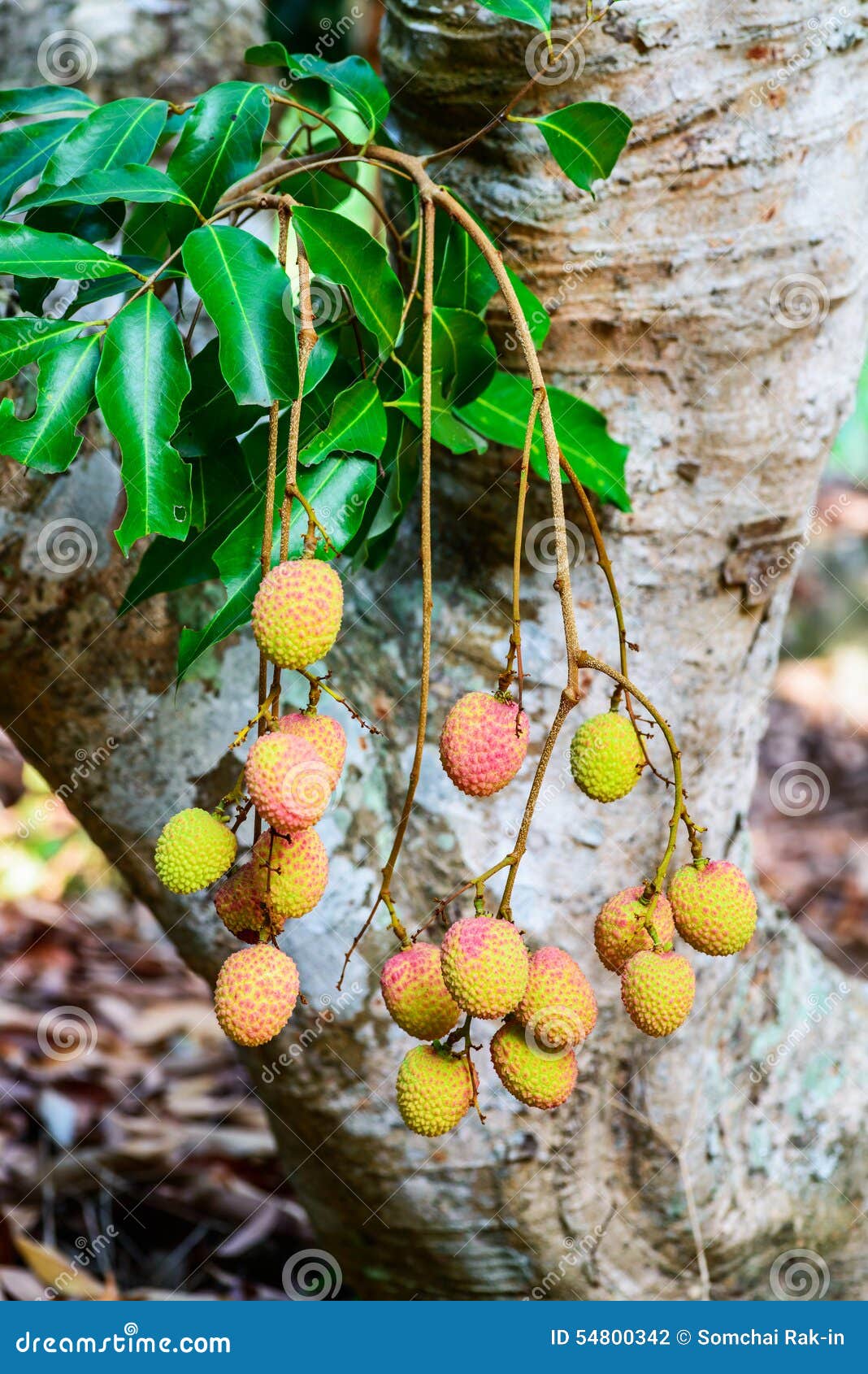 Lychee Fruit (asia Fruit) on the Tree. Stock Photo - Image of chinese ...