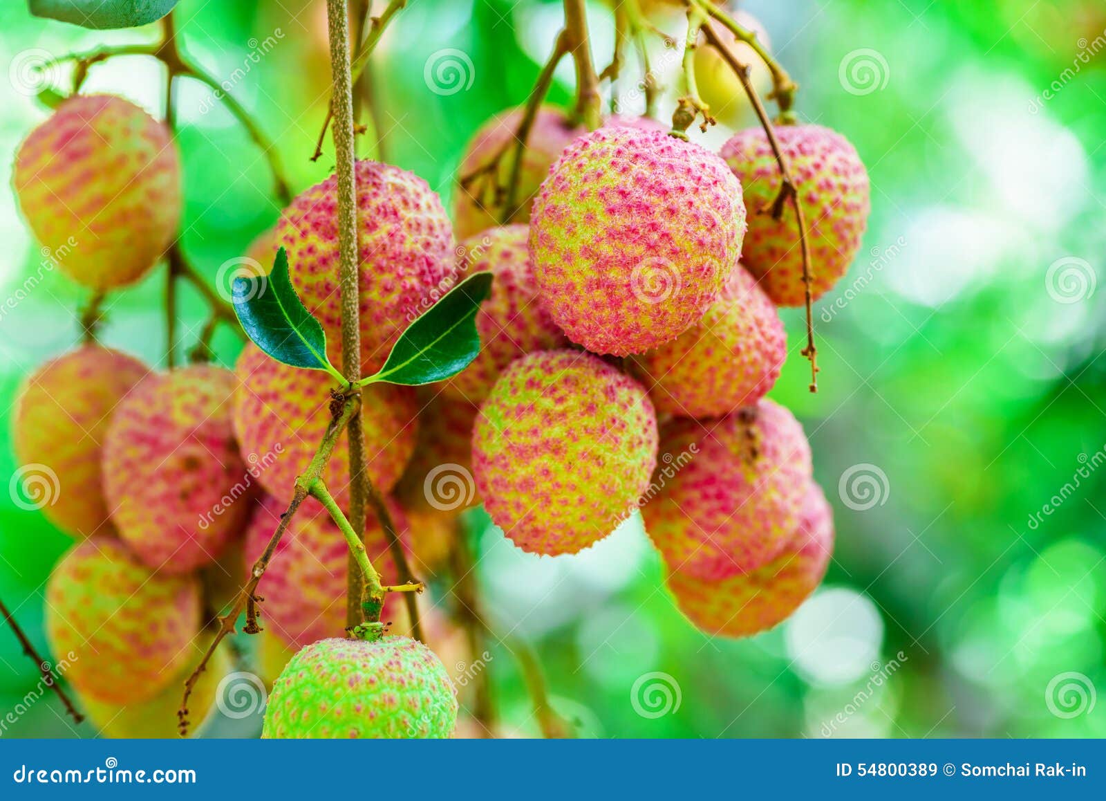 Lychee Fruit (asia Fruit) on the Tree. Stock Image - Image of juicy ...