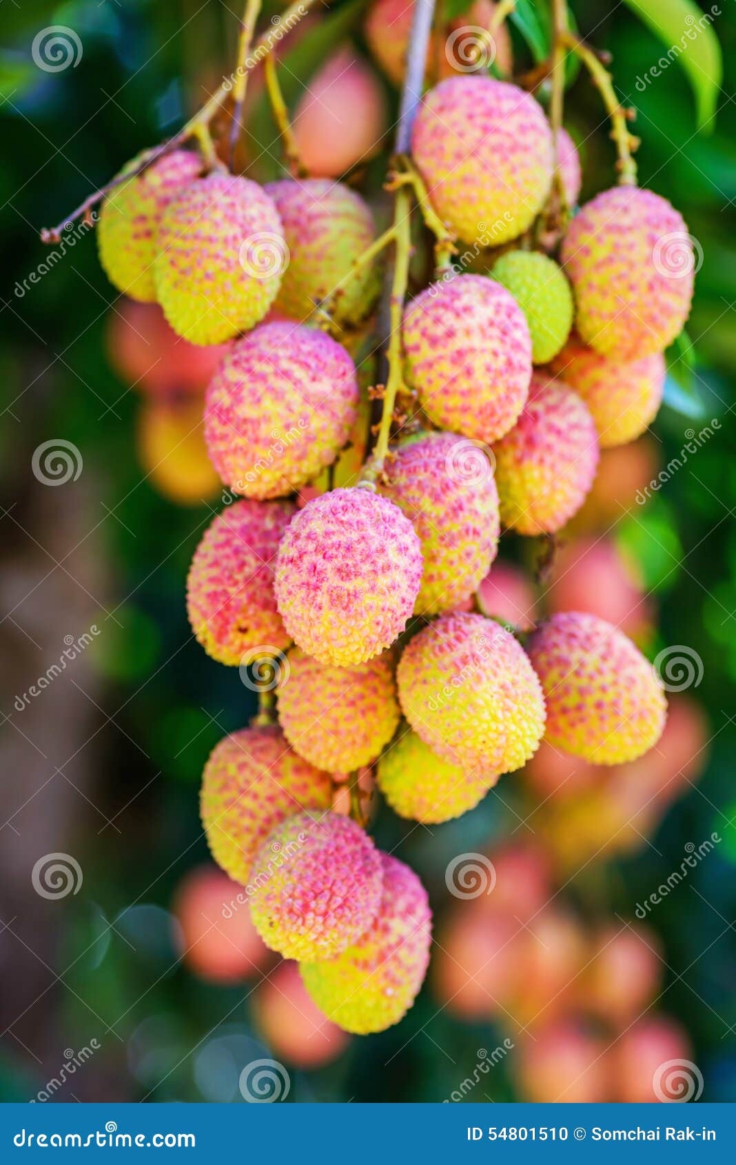 Lychee Fruit (asia Fruit) on the Tree,Chiang Mai, Thailand. Stock Photo ...