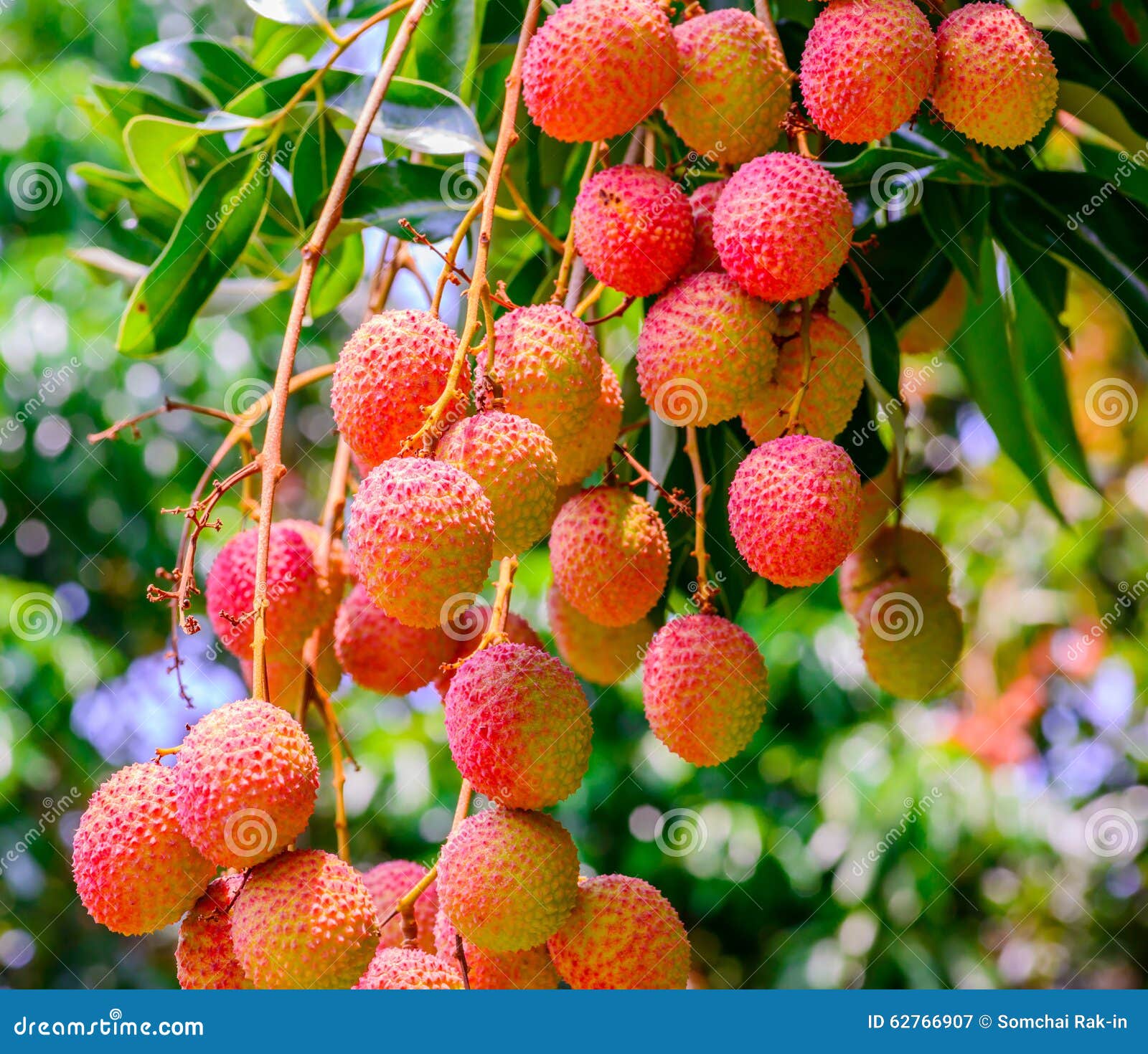 Lychee Fruit (asia Fruit) on the Tree,Chiang Mai, Thailand. Stock Image ...