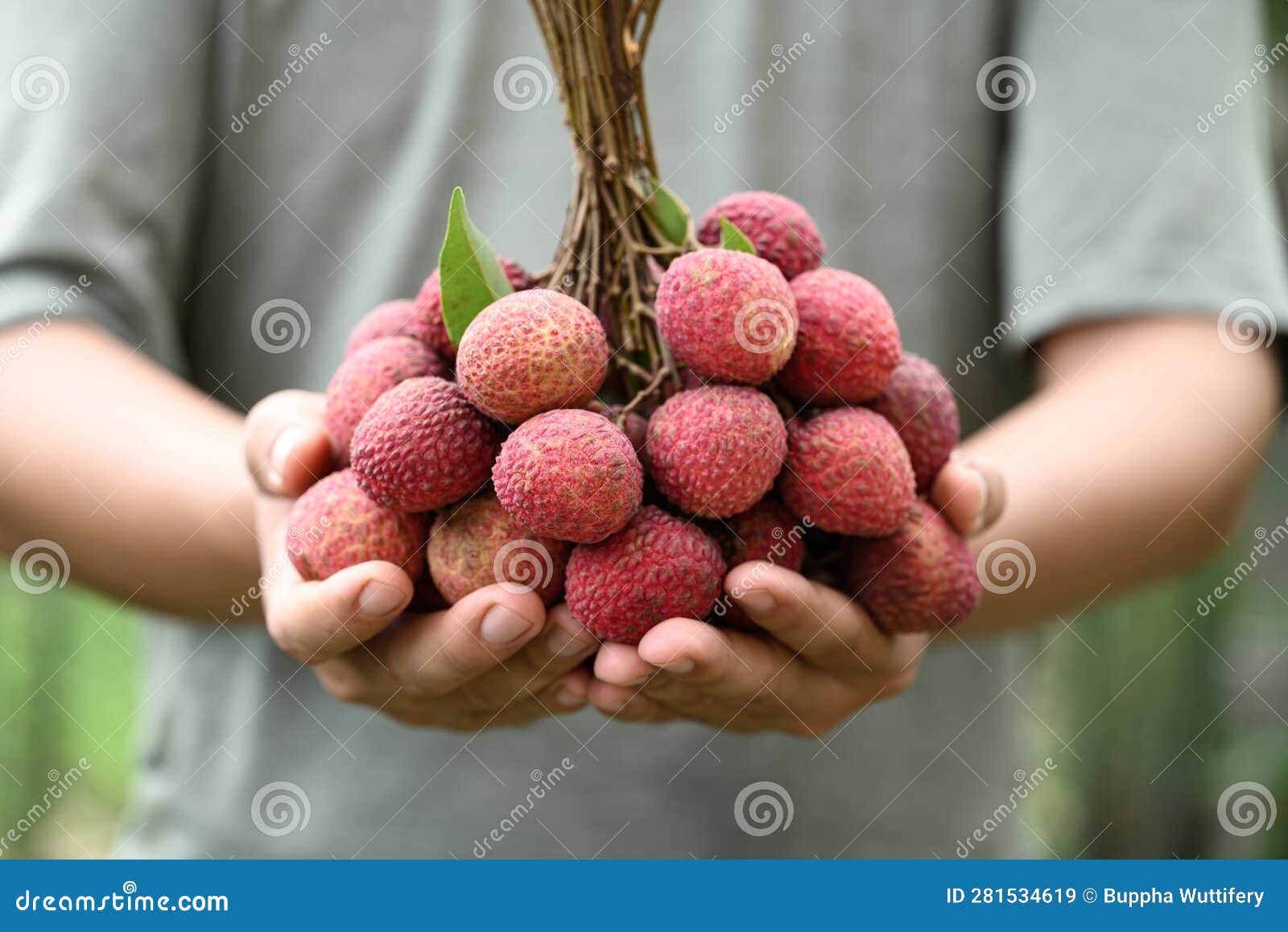 Lychee Fruit Holding by Hand, Tropical Fruit Stock Image - Image of ...