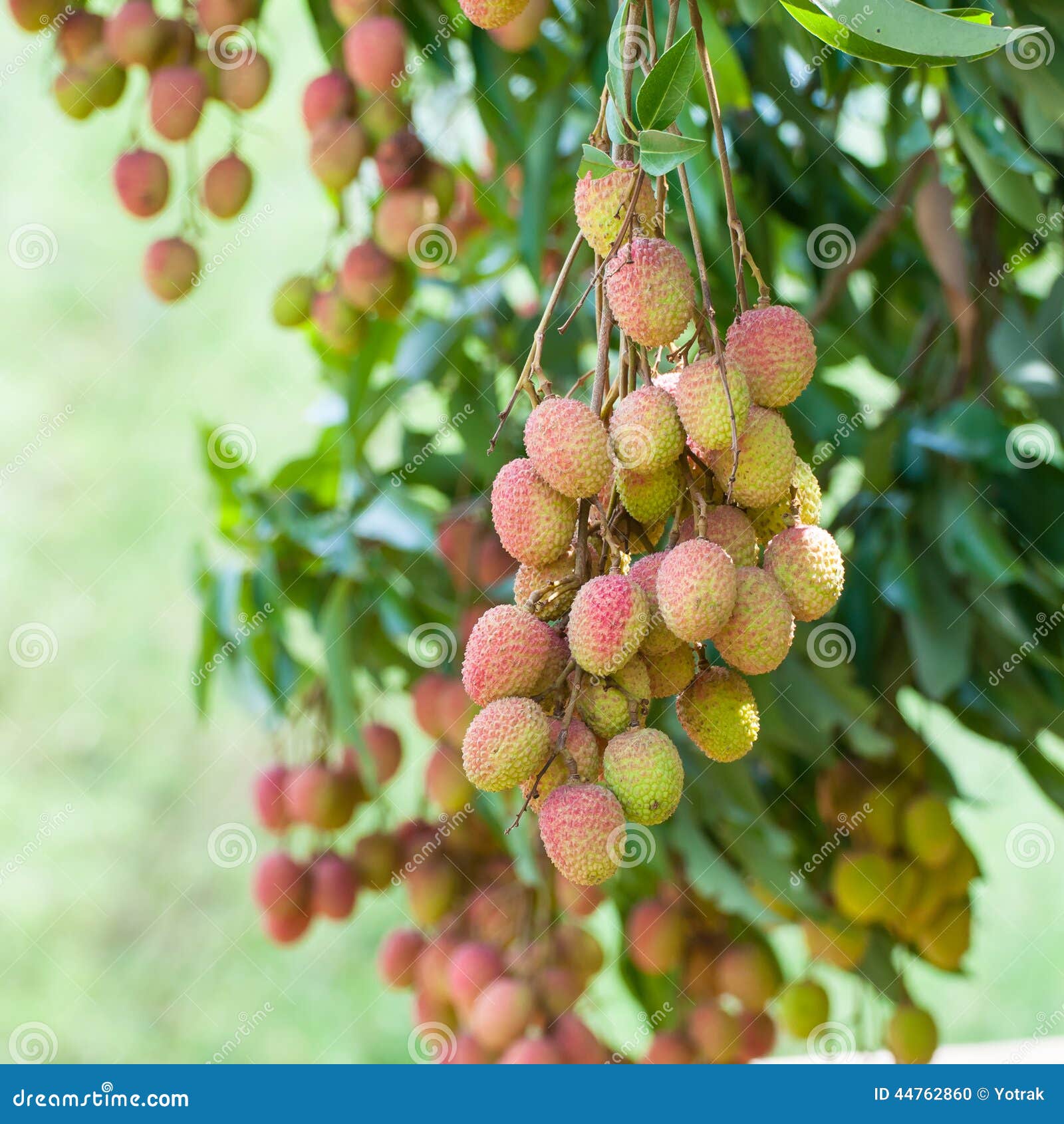 Lychee fruit stock photo. Image of litschi, lichi, nutrition - 44762860