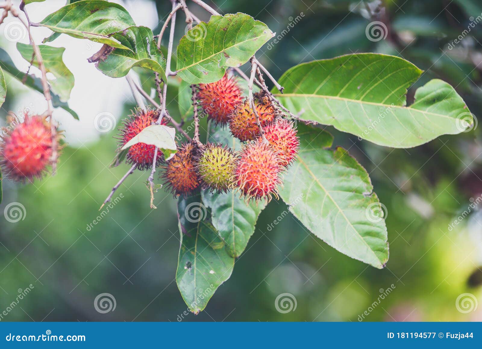 Lychee Fruit on the Tree. Lichi, Fresh. Stock Image - Image of sweet ...