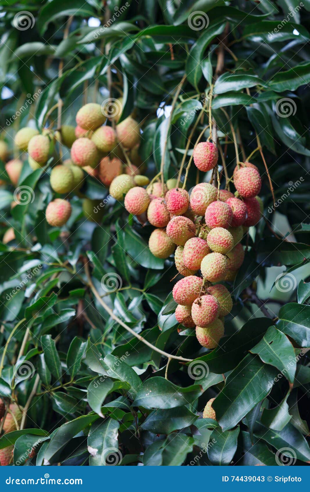 Lychee fruit on tree stock image. Image of leechee, fresh - 74439043