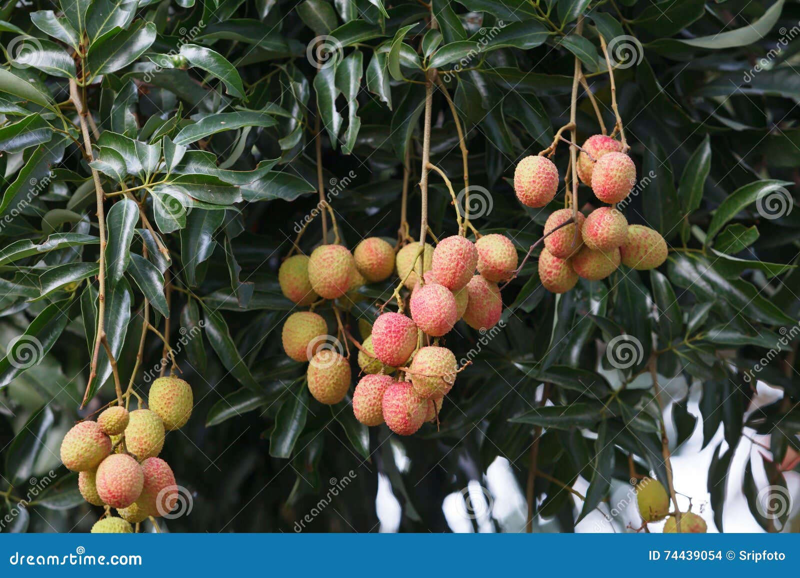 Lychee fruit on tree stock photo. Image of exotic, asia - 74439054