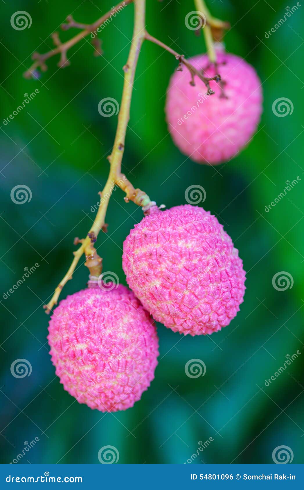 Lychee Fruit on the Tree in the Garden of Thailand, Asia Fruit. Stock ...