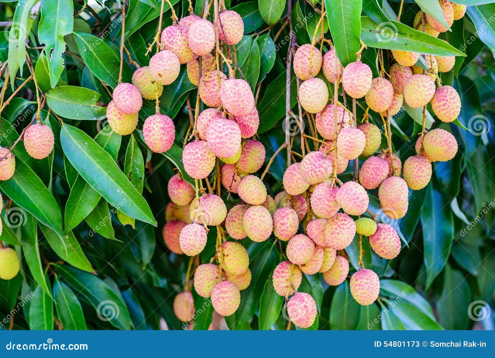 Lychee Fruit on the Tree in the Garden of Thailand, Asia Fruit. Stock ...