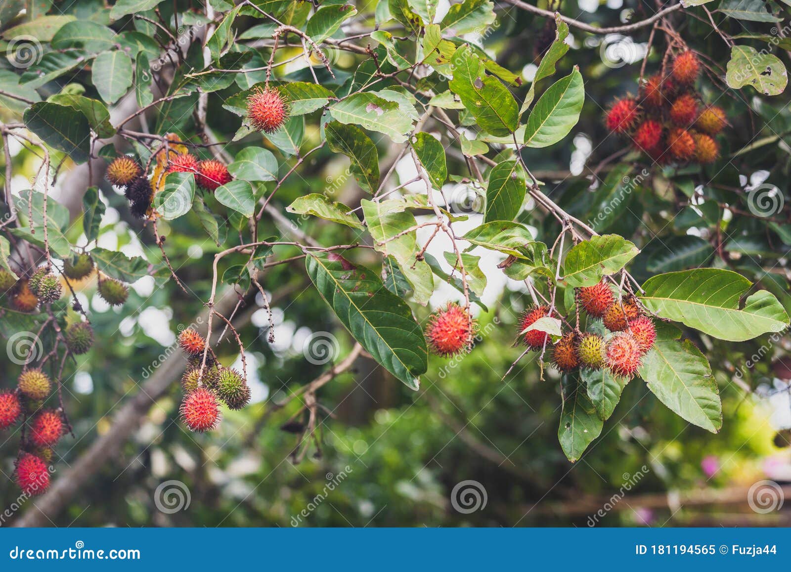 Lychee Fruit on the Tree. Lichi, Fresh. Stock Image - Image of grape ...