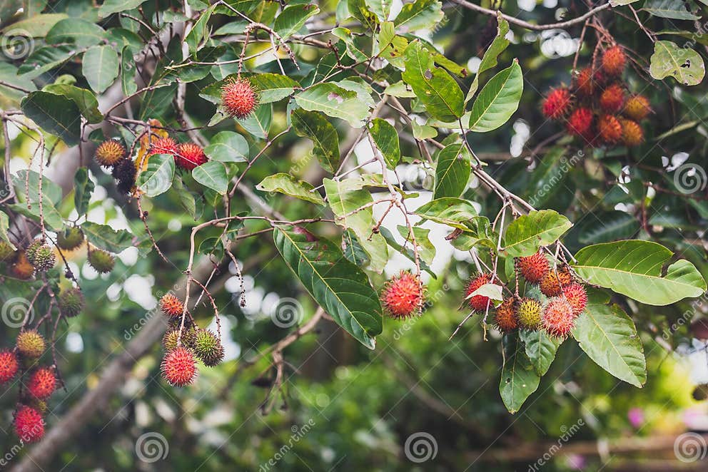 Lychee Fruit on the Tree. Lichi, Fresh. Stock Image - Image of grape ...