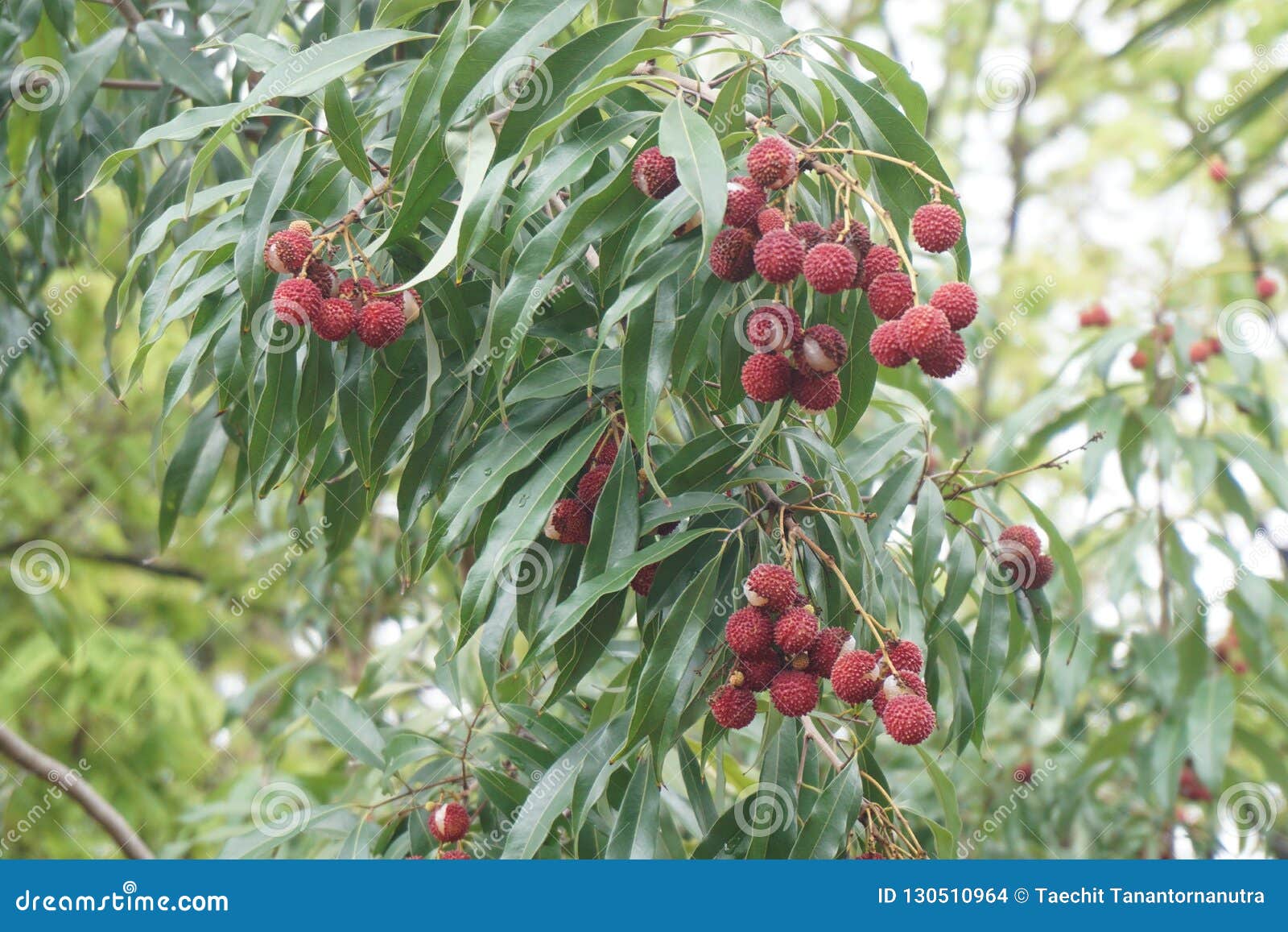 Lychee fruit on tree stock photo. Image of diet, agriculture - 130510964