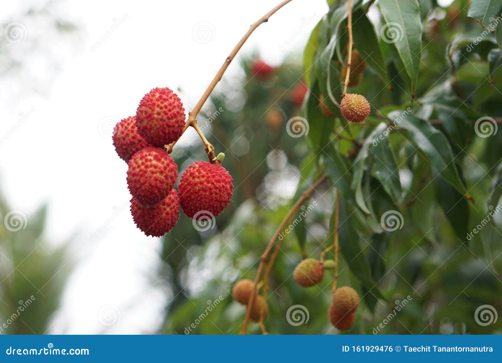 Lychee fruit on tree stock photo. Image of lichi, litchee - 161929476