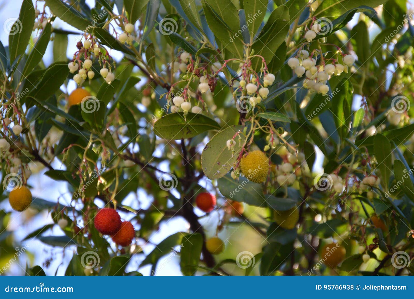 Lychee Flowers Stock Images - 60 Photos