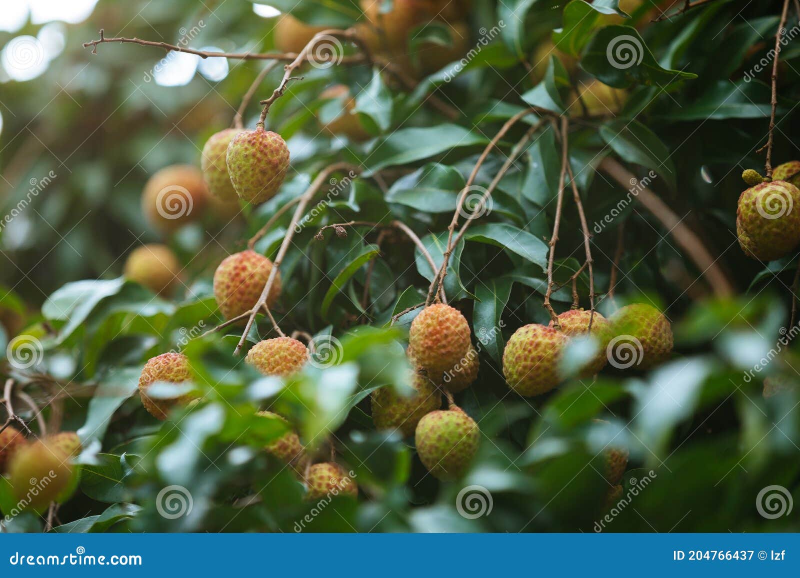 Lychee fruits in growth stock image. Image of subtropical - 204766437