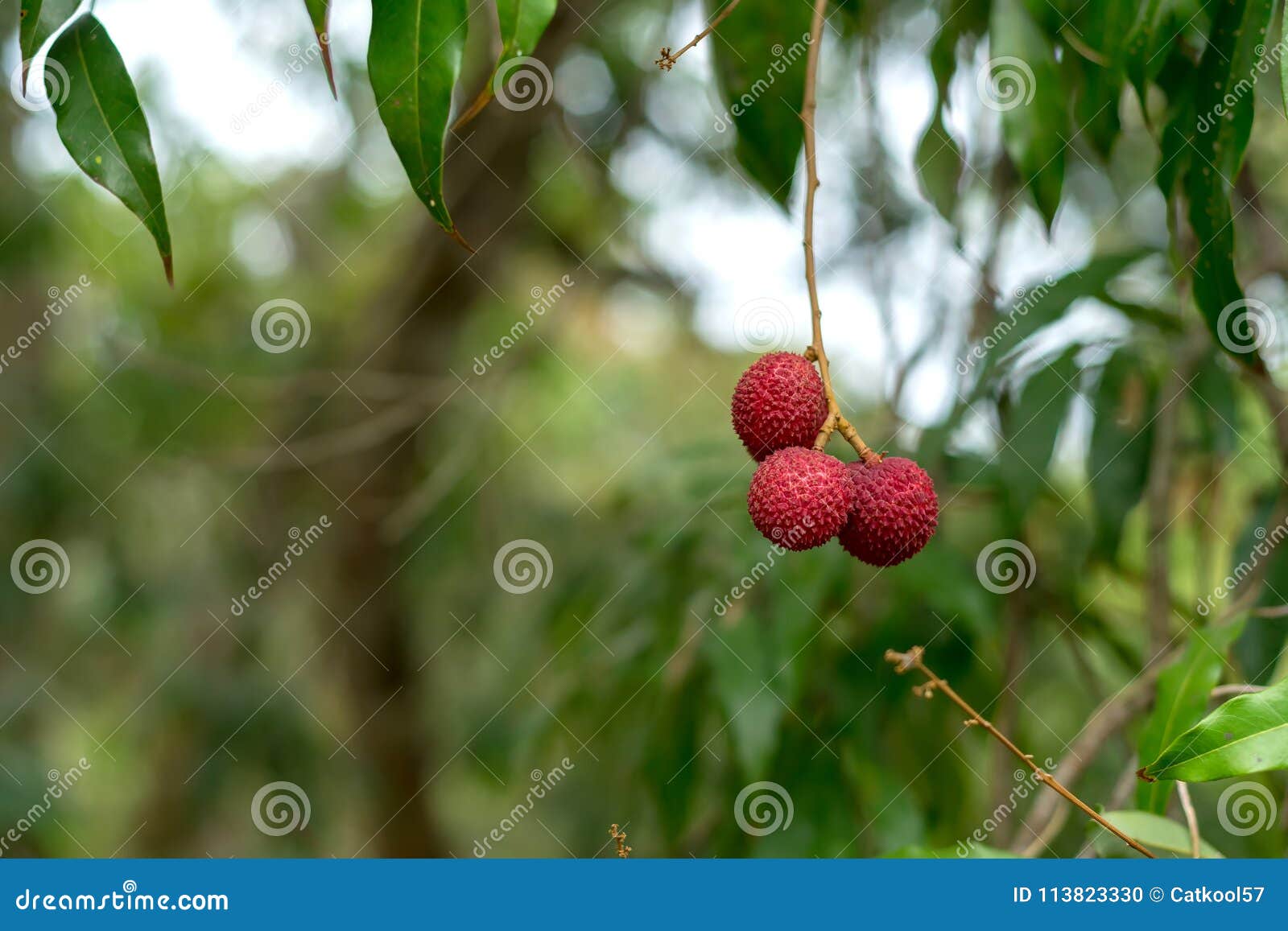 Three lychees on tree stock photo. Image of tree, lychee - 113823330