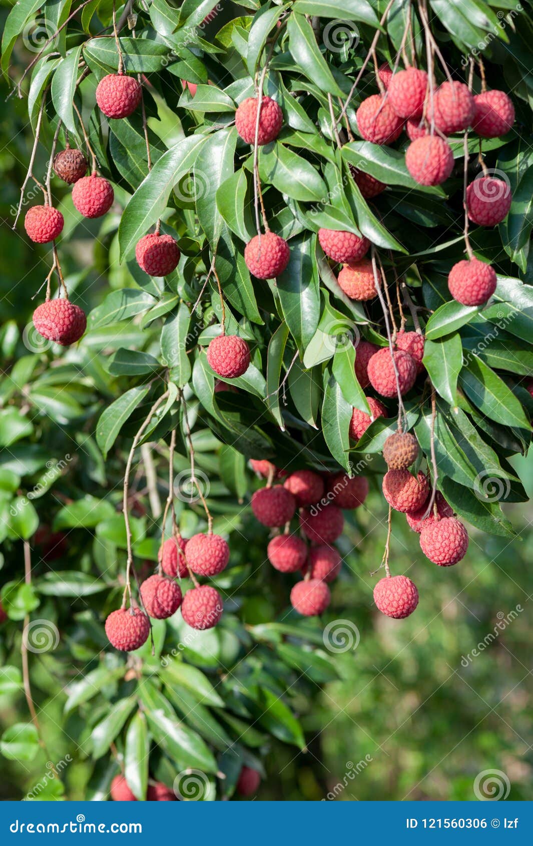 Lychee in growth on tree stock photo. Image of lychee - 121560306
