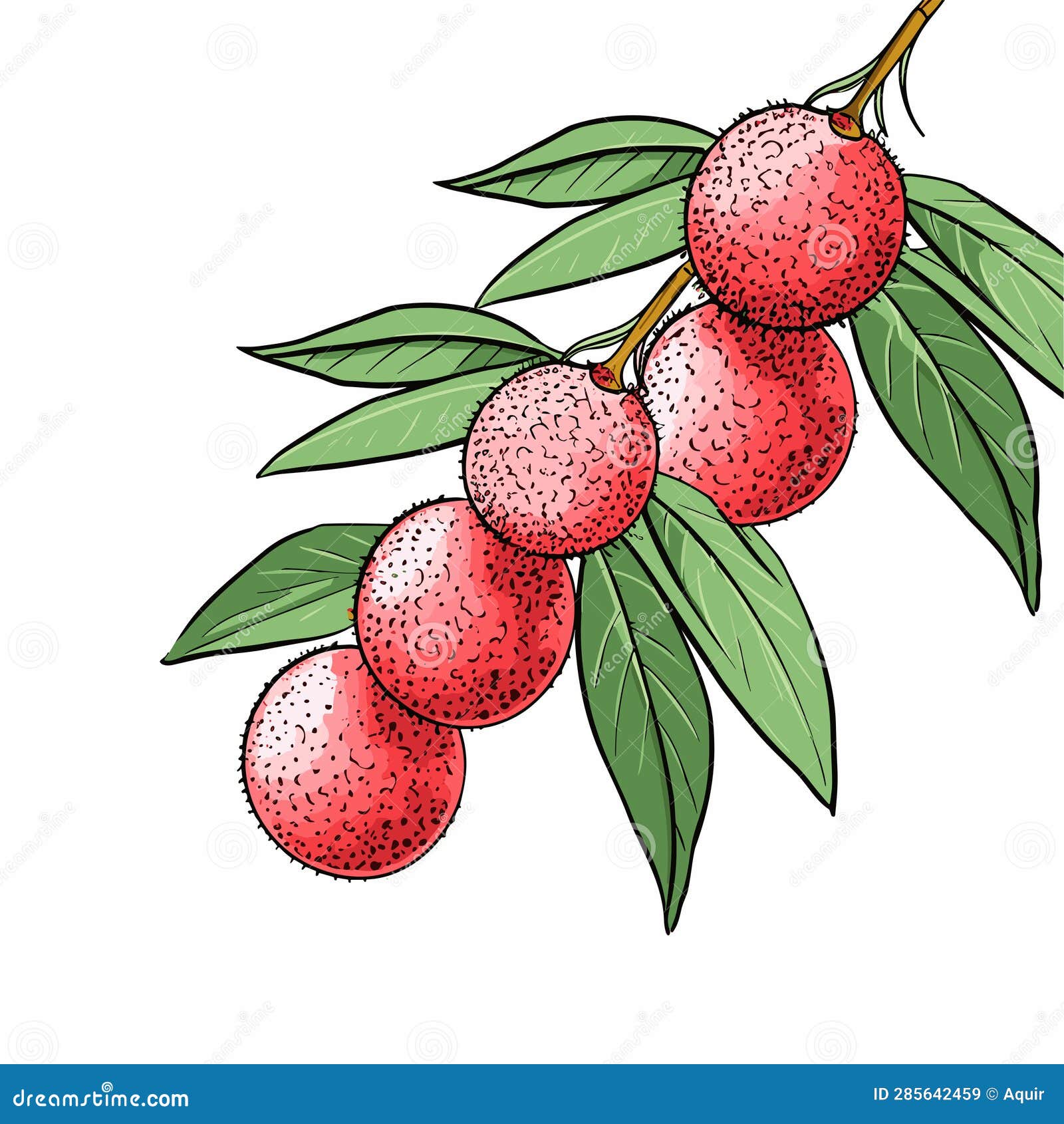 Lychee Hand-drawn Illustration. Lychee. Vector Doodle Style Cartoon ...