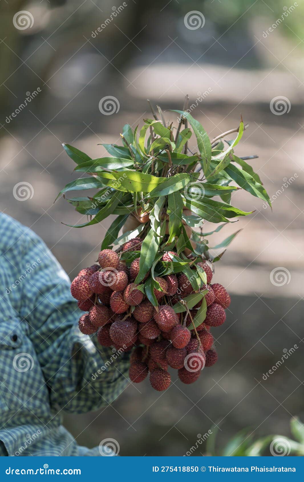 Lychee on the Hand. Worker Showing Best Lychees at Thailand Stock Photo ...