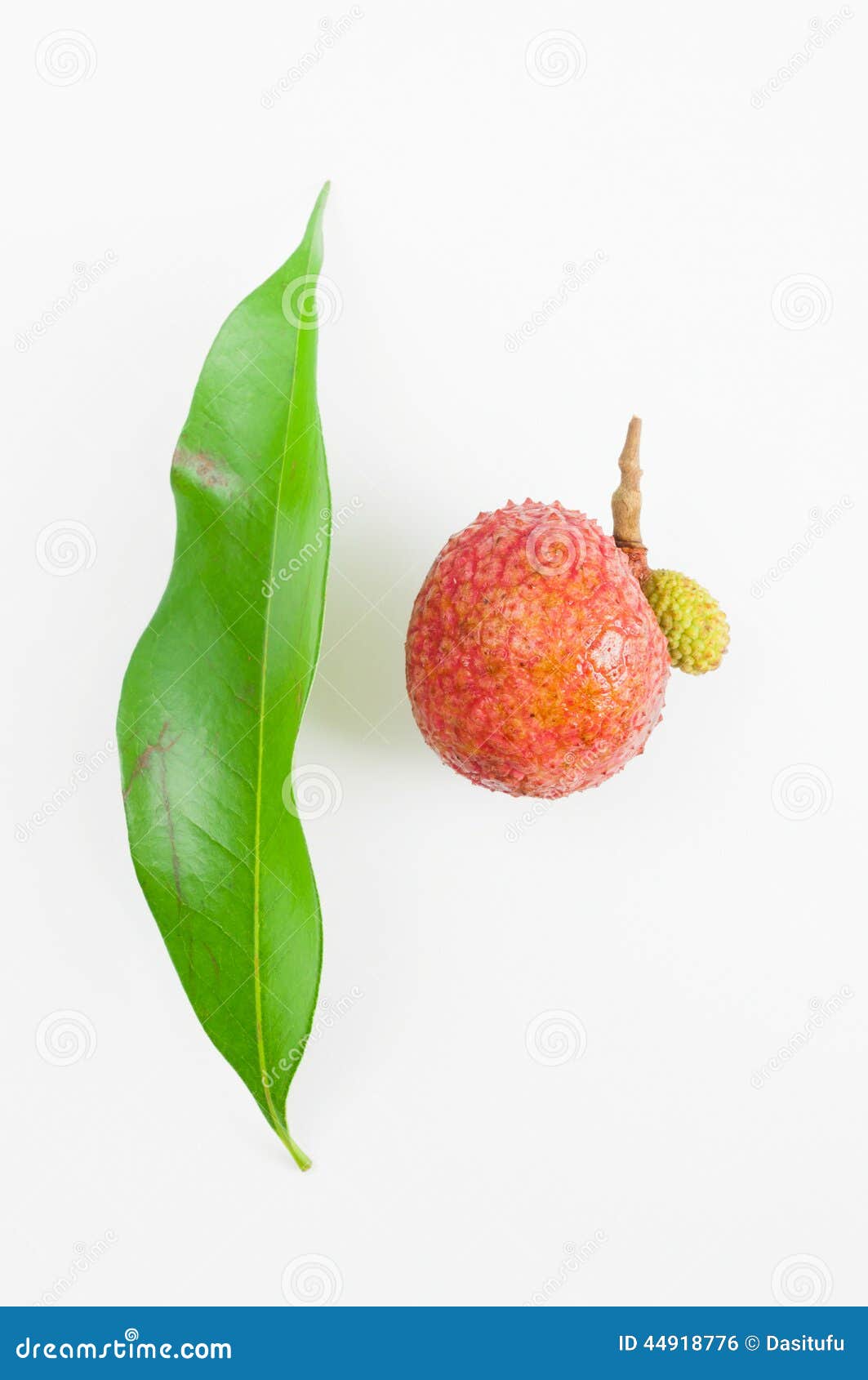 Lychee leaf stock photo. Image of lichee, lychee, lichi - 44918776