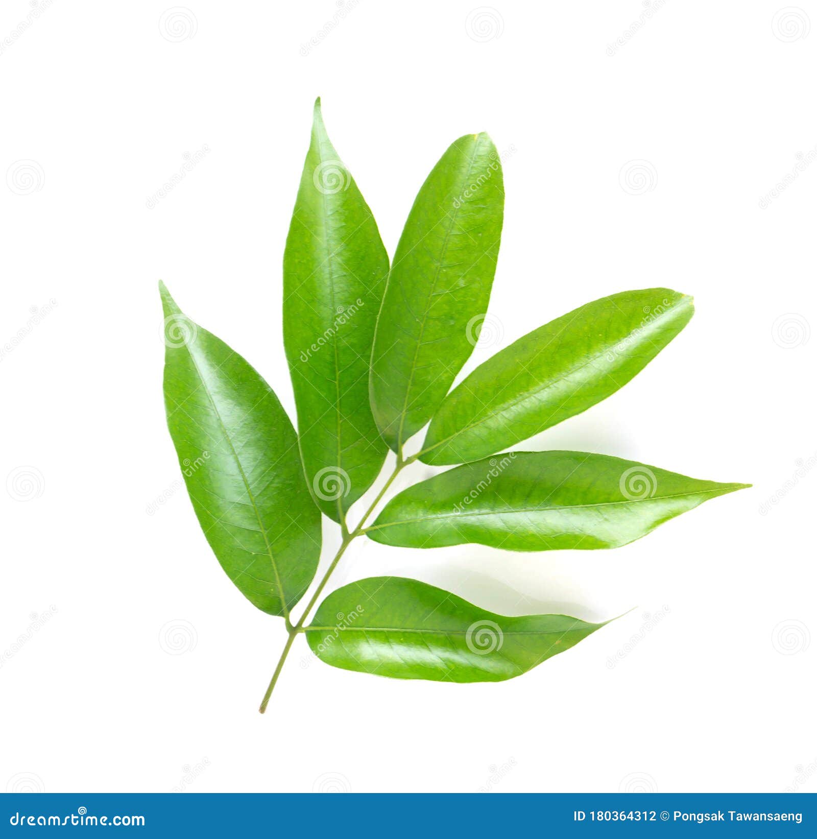 Lychee Leaf Isolated on White Background Stock Photo - Image of ...