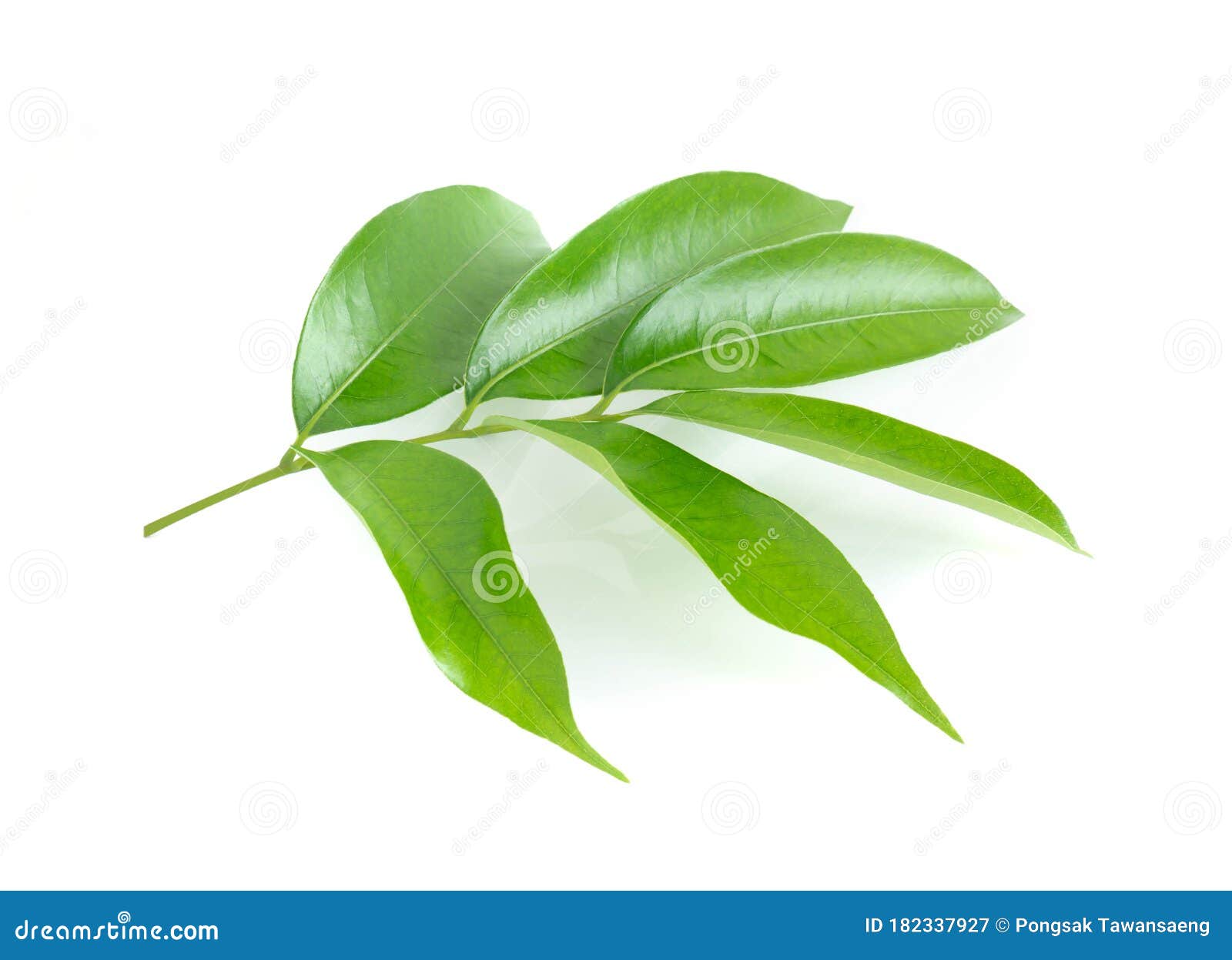 Lychee Leaf Isolated on White Background Stock Image - Image of lychee ...