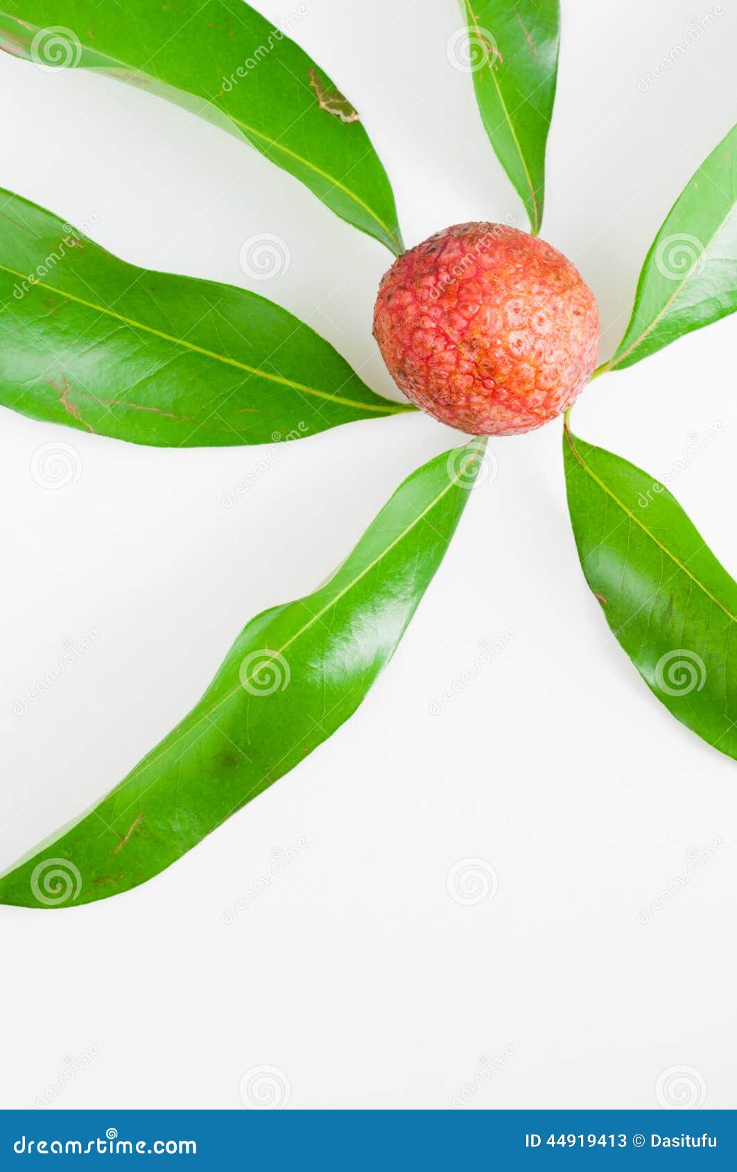 Lychee leaves stock image. Image of juicy, pattern, organic - 44919413