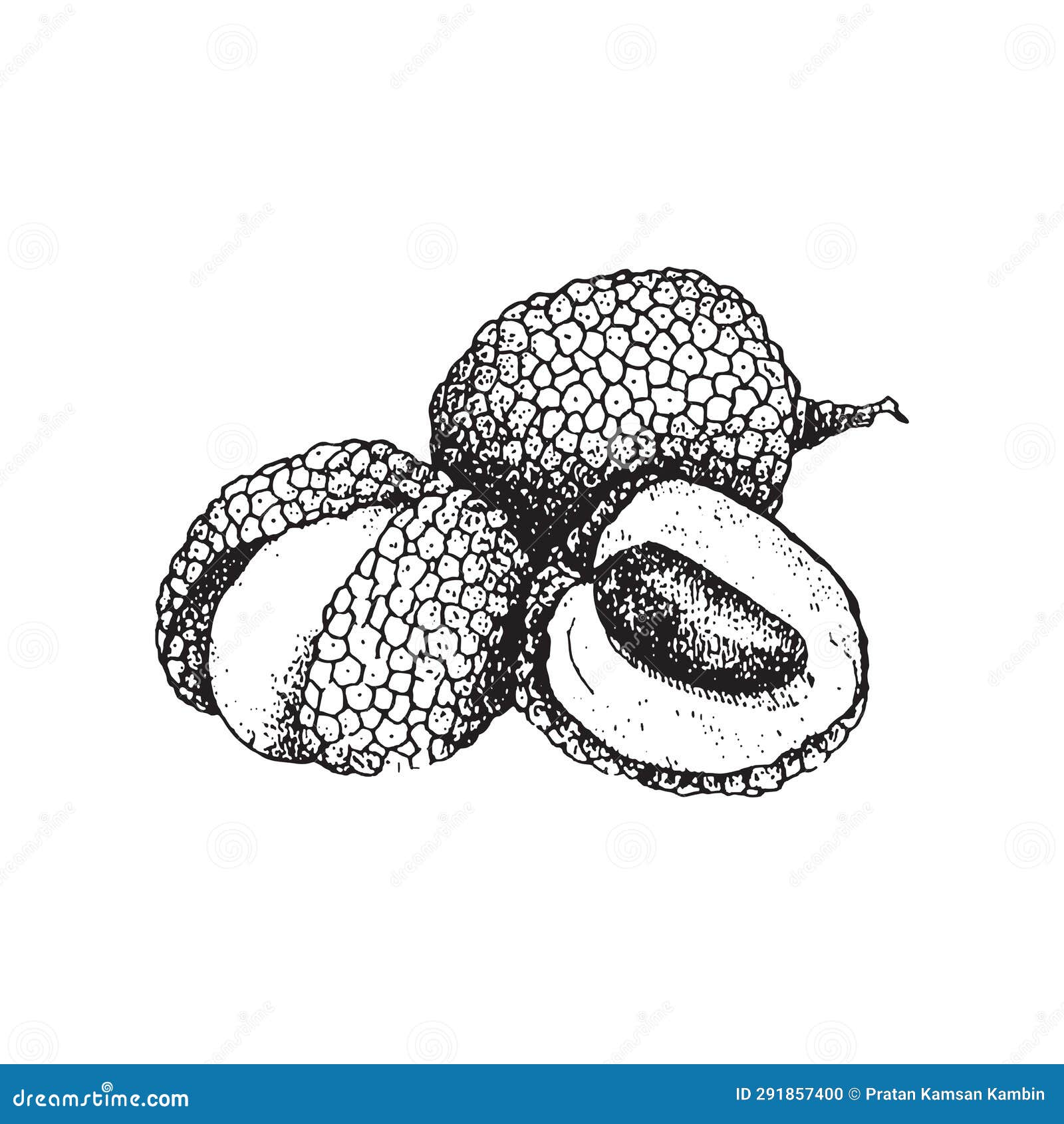 Lychee, Lychee Sketch Vector Illustration, Vector Hand Drawn ...