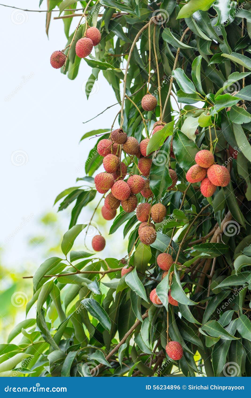 Lychee op boom stock foto. Image of vrucht, gezondheid - 56234896