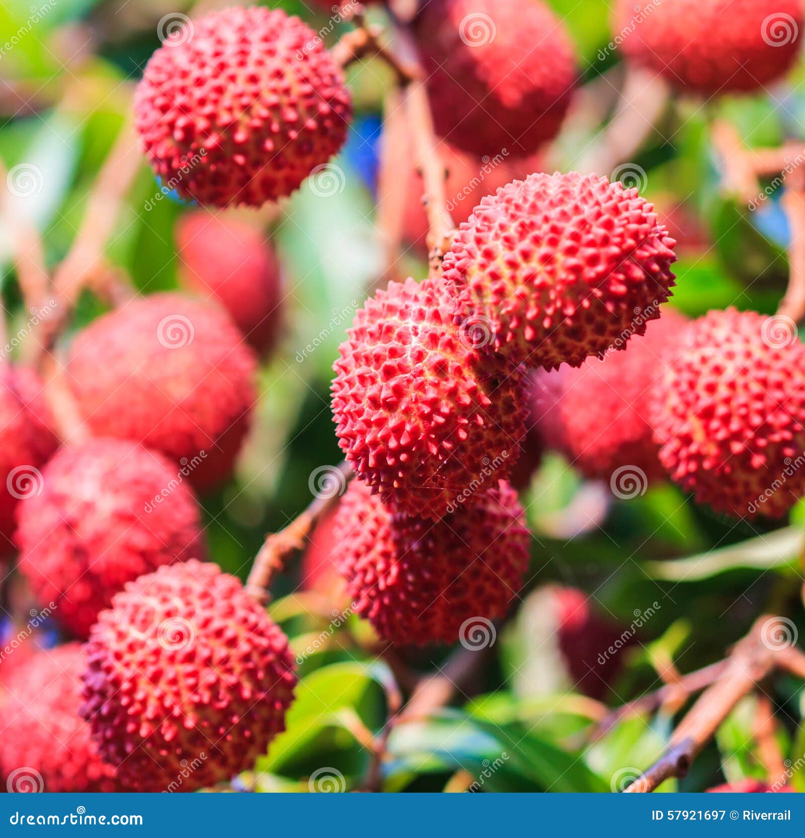 Lychee stock image. Image of green, lechee, asian, eating - 57921697