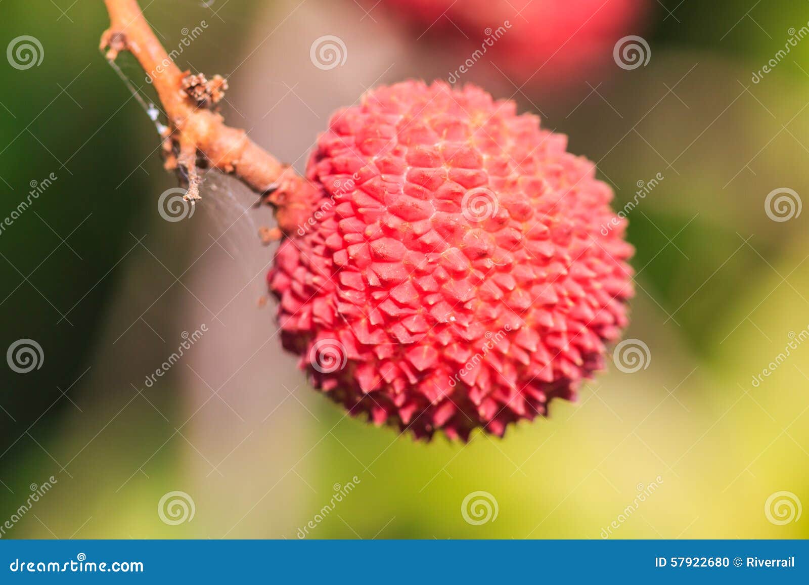 Lychee stock photo. Image of nature, litschi, closeup - 57922680