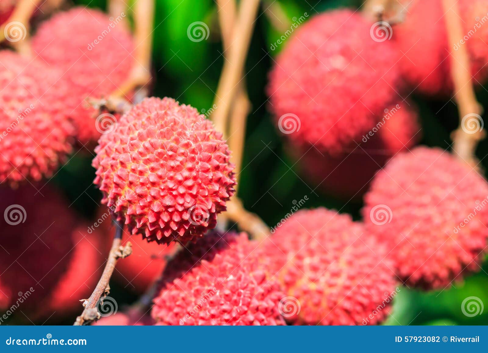 Lychee stock photo. Image of juicy, background, diet - 57923082