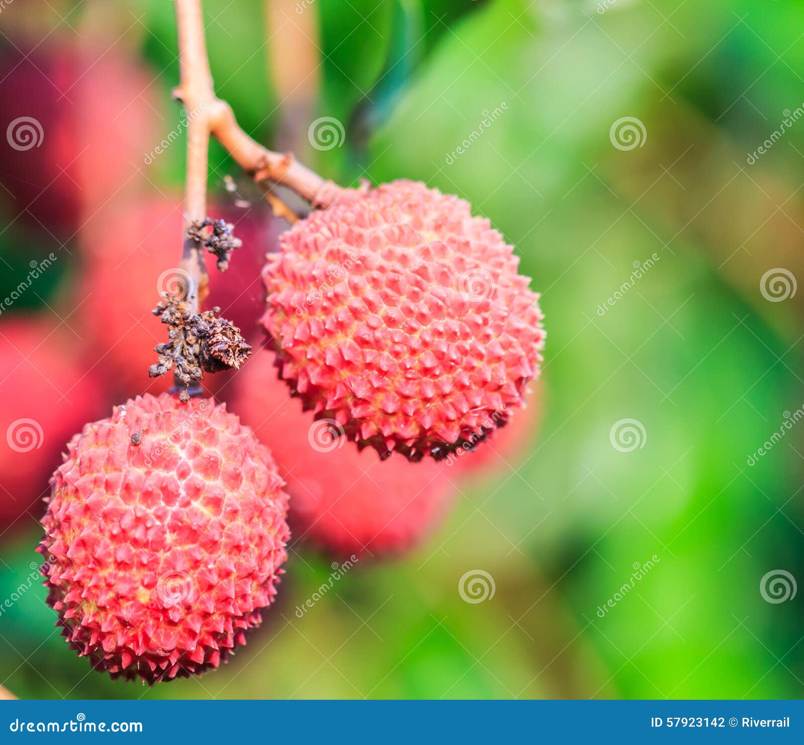Lychee stock photo. Image of asian, nutrition, asia, green - 57923142
