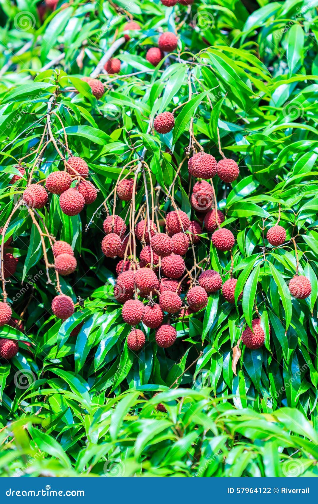 Lychee stock photo. Image of litchee, diet, lichi, orchard - 57964122