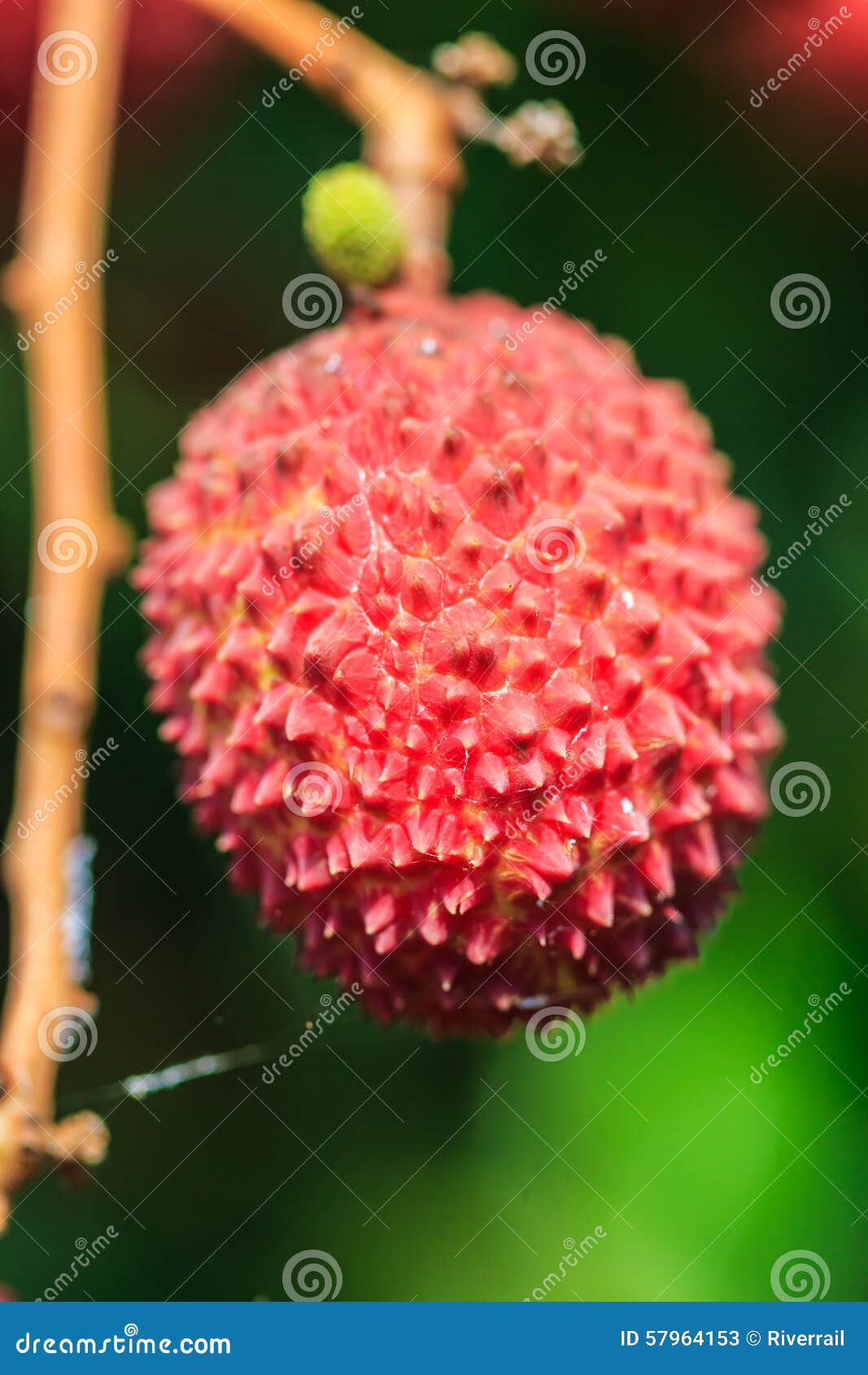 Lychee stock image. Image of litchee, nutrition, fresh - 57964153
