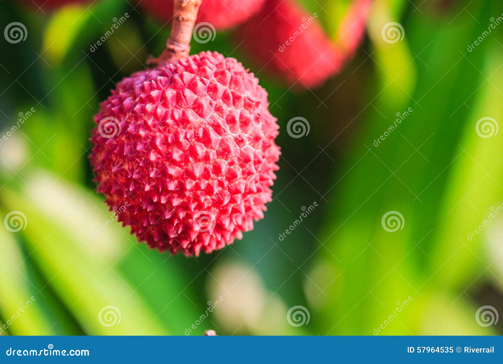 Lychee stock image. Image of healthy, health, leechee - 57964535