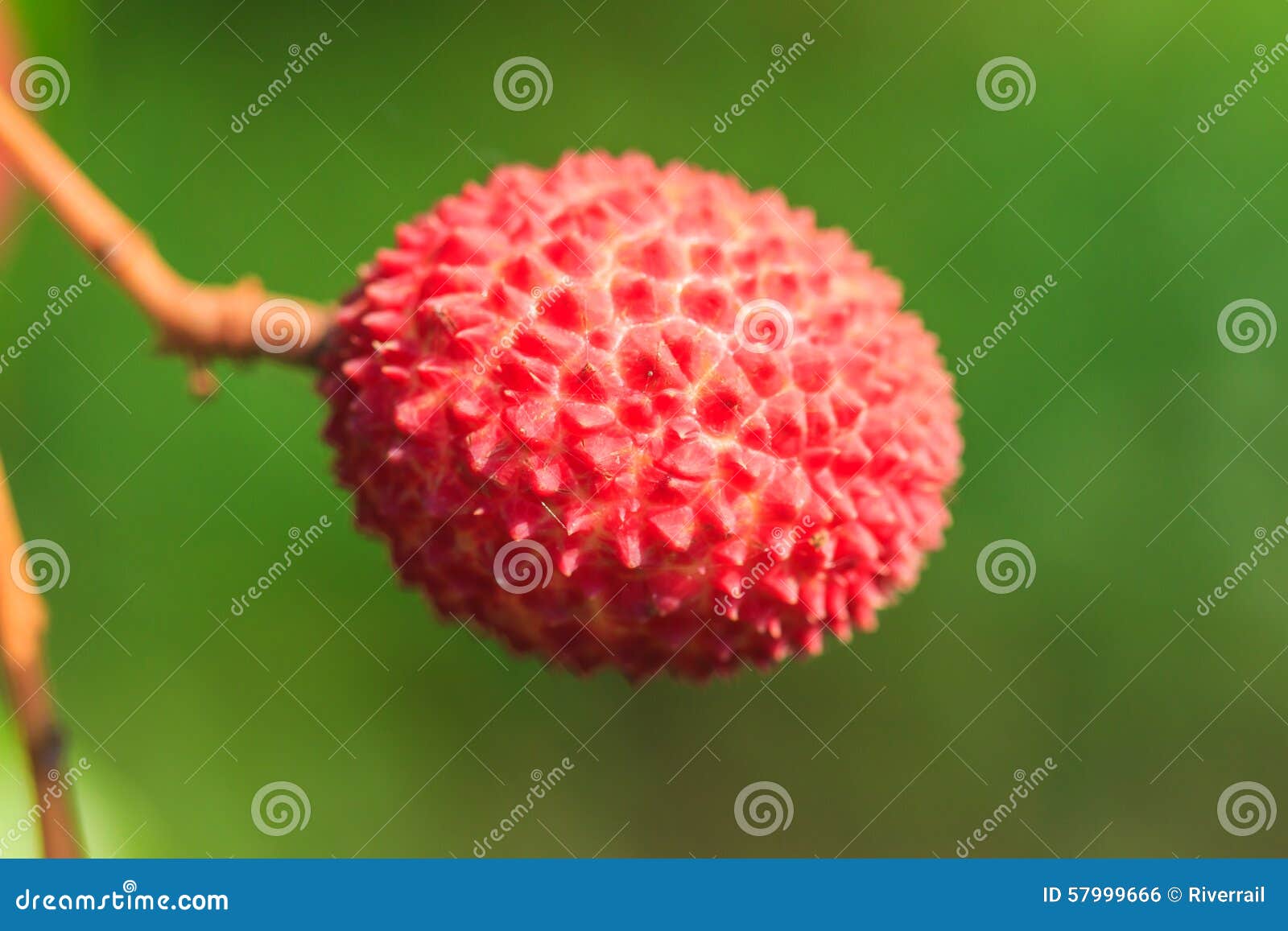 Lychee Requires Stock Photos - Free & Royalty-Free Stock Photos from ...