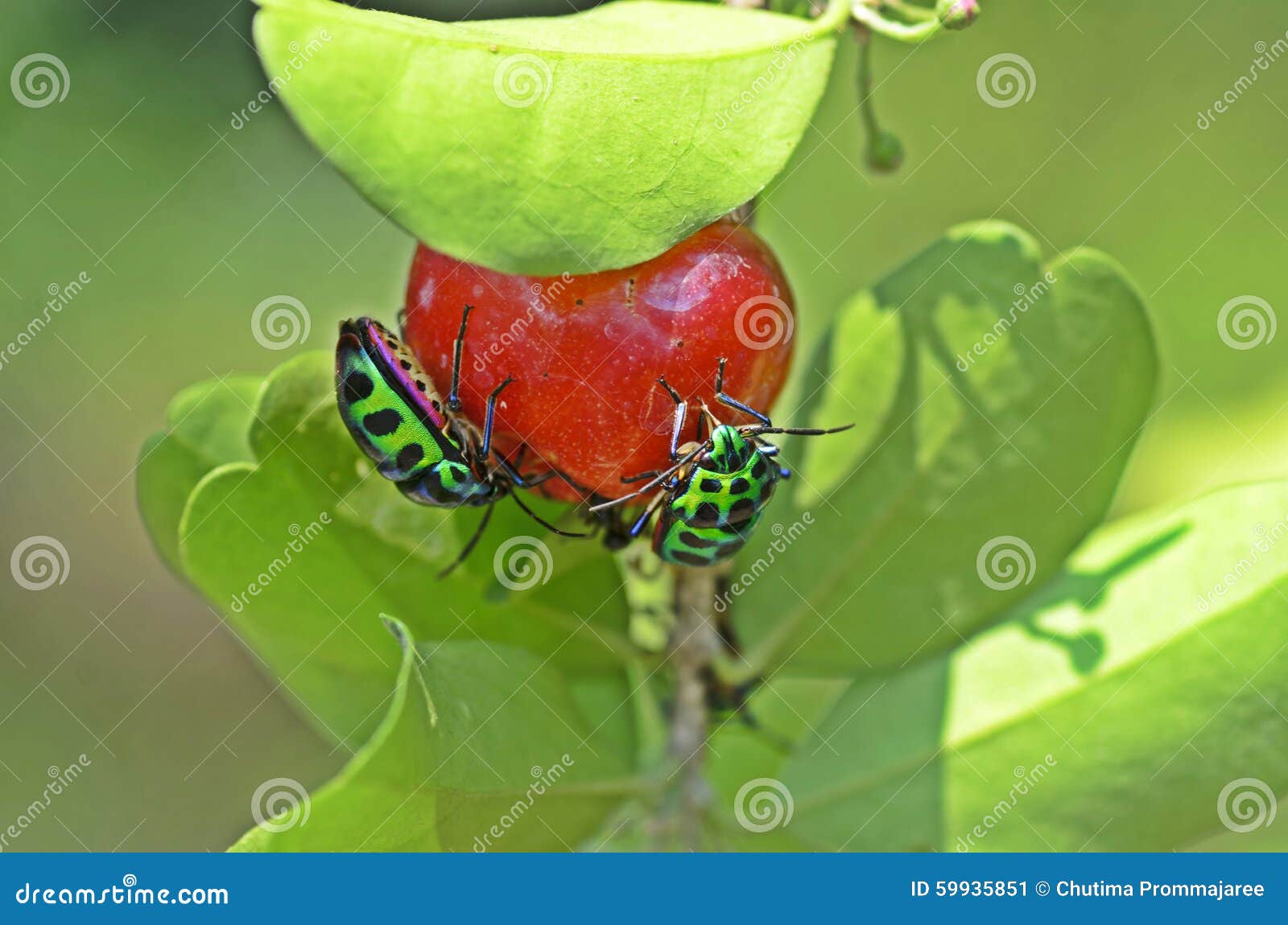 Lychee Shield Bug stock image. Image of fruit, feeding - 59935851