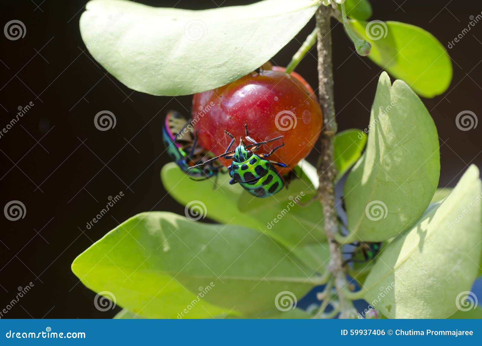 Lychee Shield Bug stock photo. Image of food, macro, bugs - 59937406