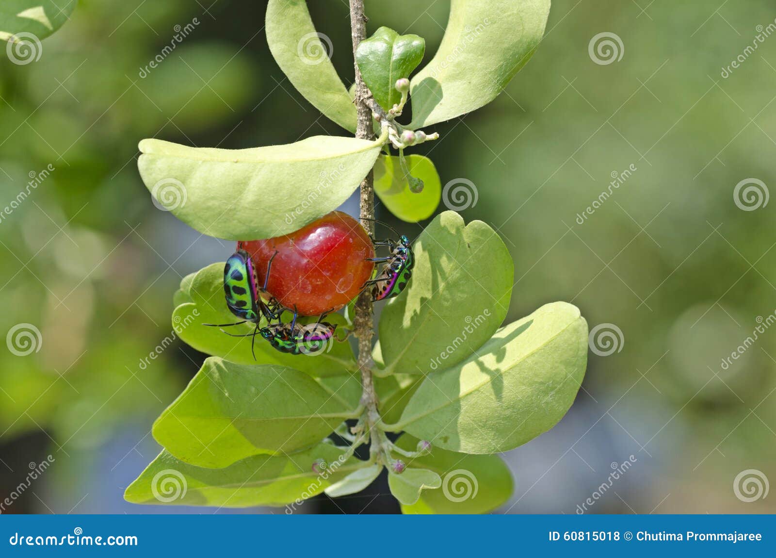 Lychee Shield Bug stock photo. Image of berry, insect - 60815018