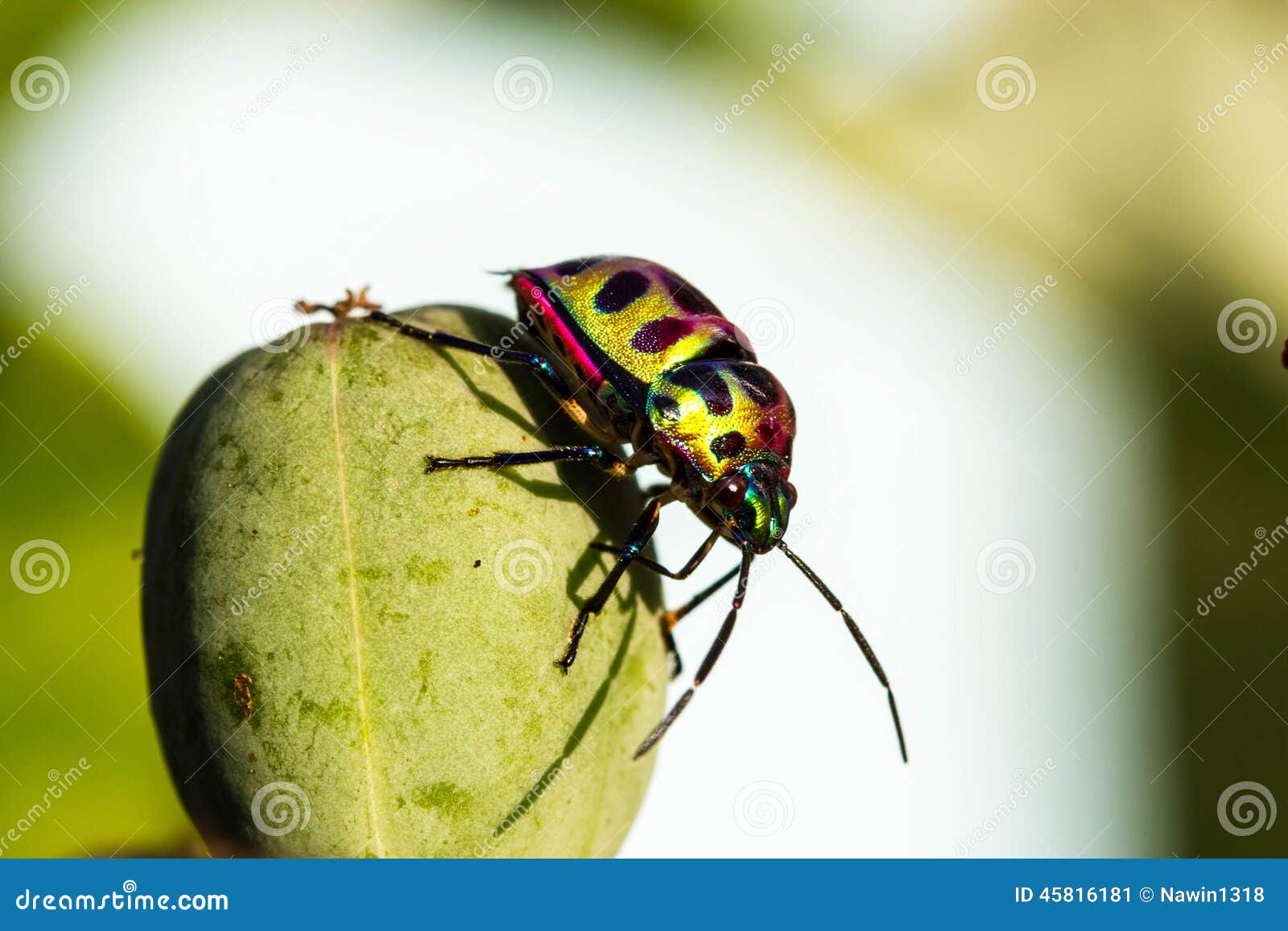 Lychee Shield Bug stock image. Image of poison, wild - 45816181