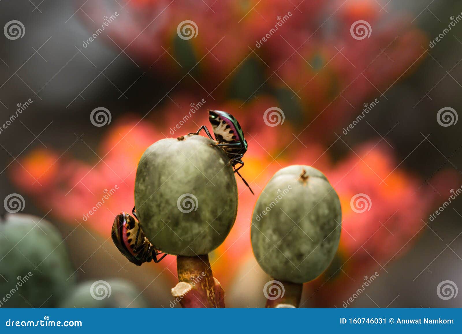 Lychee Shield Bug Chrysocoris Stolli, Stock Image - Image of blossom ...