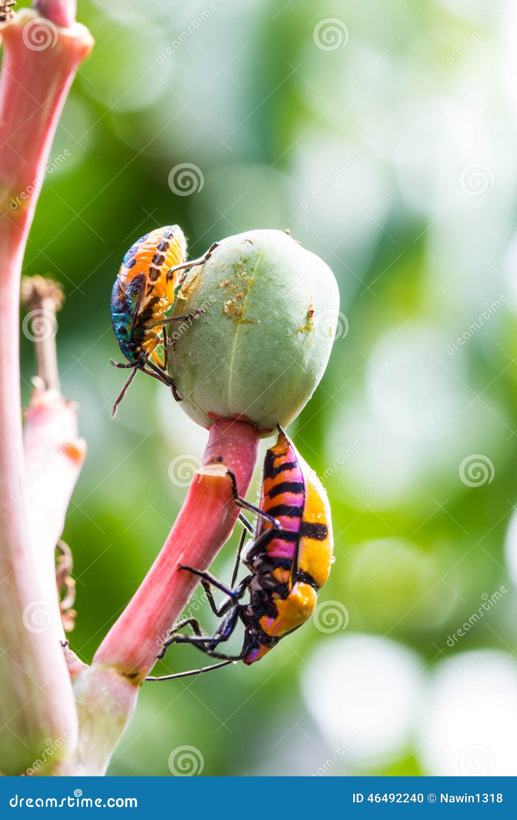 Lychee Shield Bug stock photo. Image of insect, beetle - 46492240